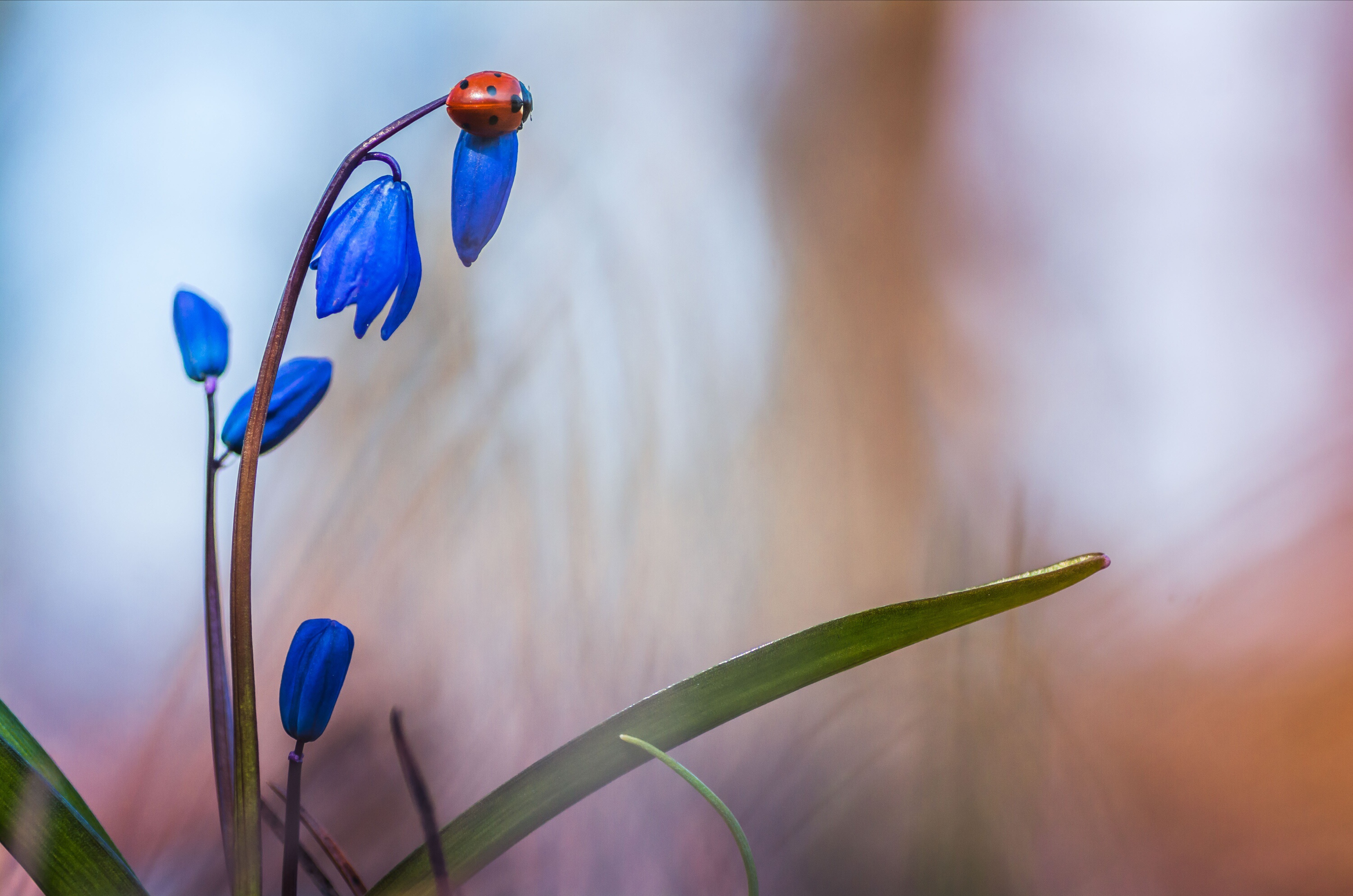 Download Insect Macro Flower Animal Ladybug HD Wallpaper