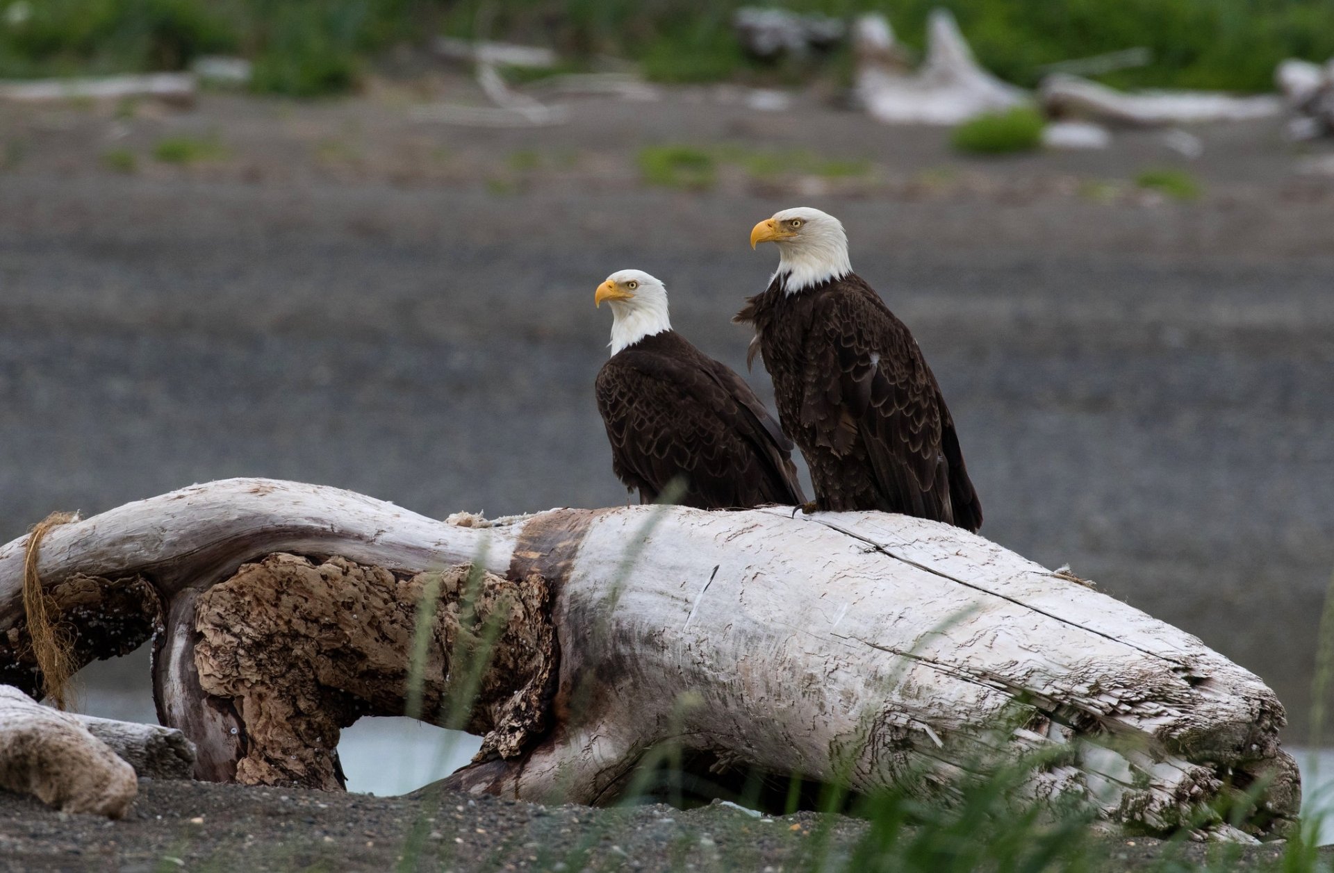 Majestic Bald Eagles – HD Animal Wallpaper of Soaring Birds