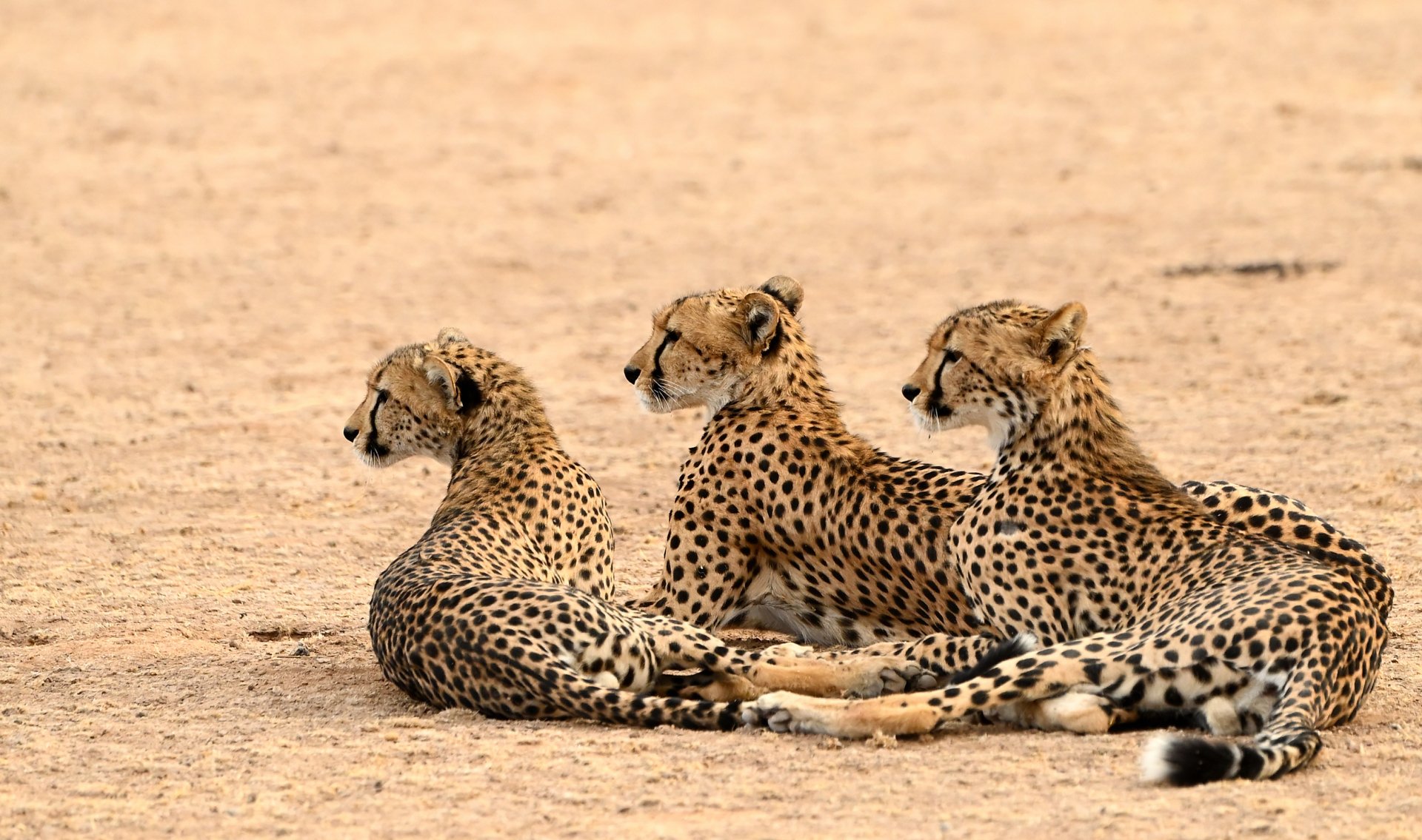 Majestic Cheetah Trio: Stunning HD Wildlife Wallpaper