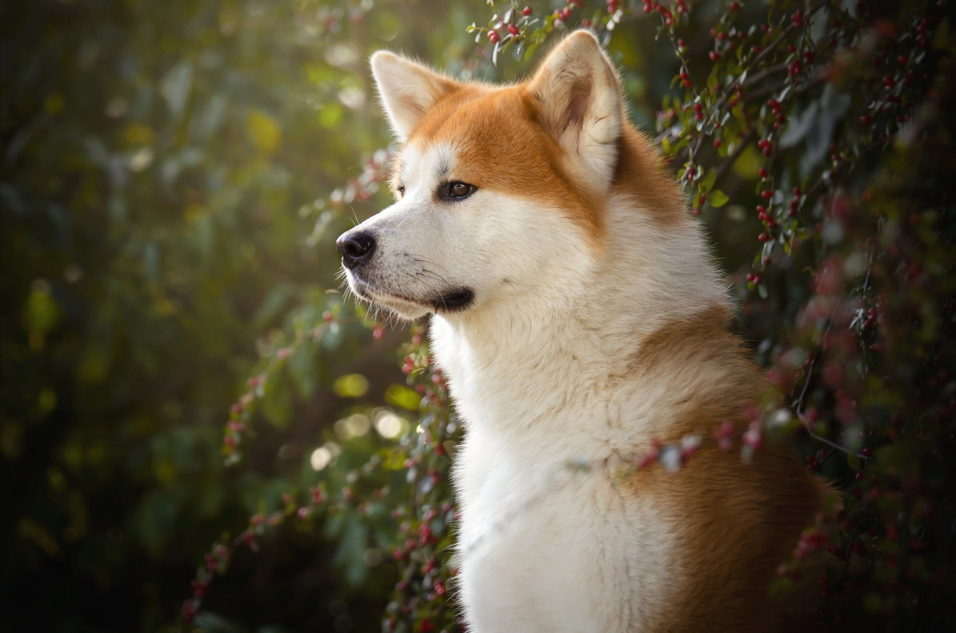 Download Dog Animal Shiba Inu HD Wallpaper