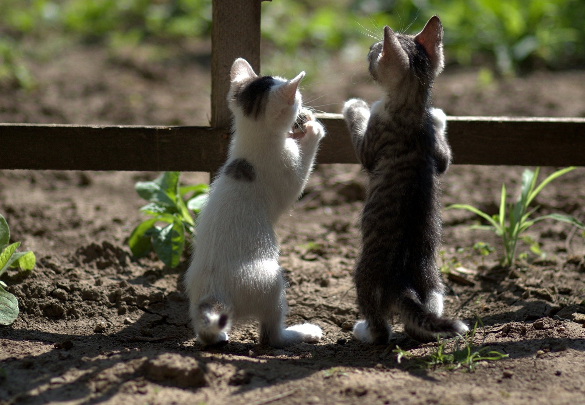 Playful Kittens in Nature: HD Baby Cat Wildlife Wallpaper | 1920x1330 ...