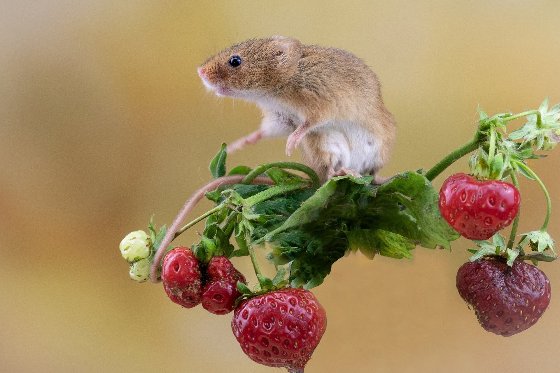 Download Harvest Mouse Rodent Strawberry Berry Animal Mouse HD Wallpaper