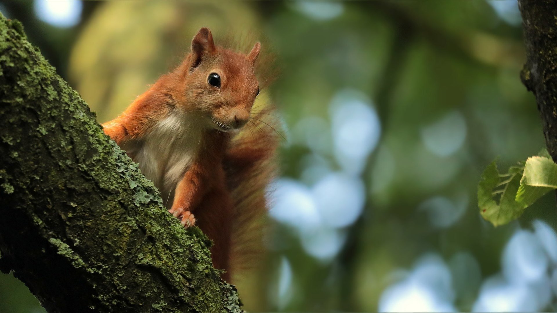 Download Rodent Animal Squirrel HD Wallpaper