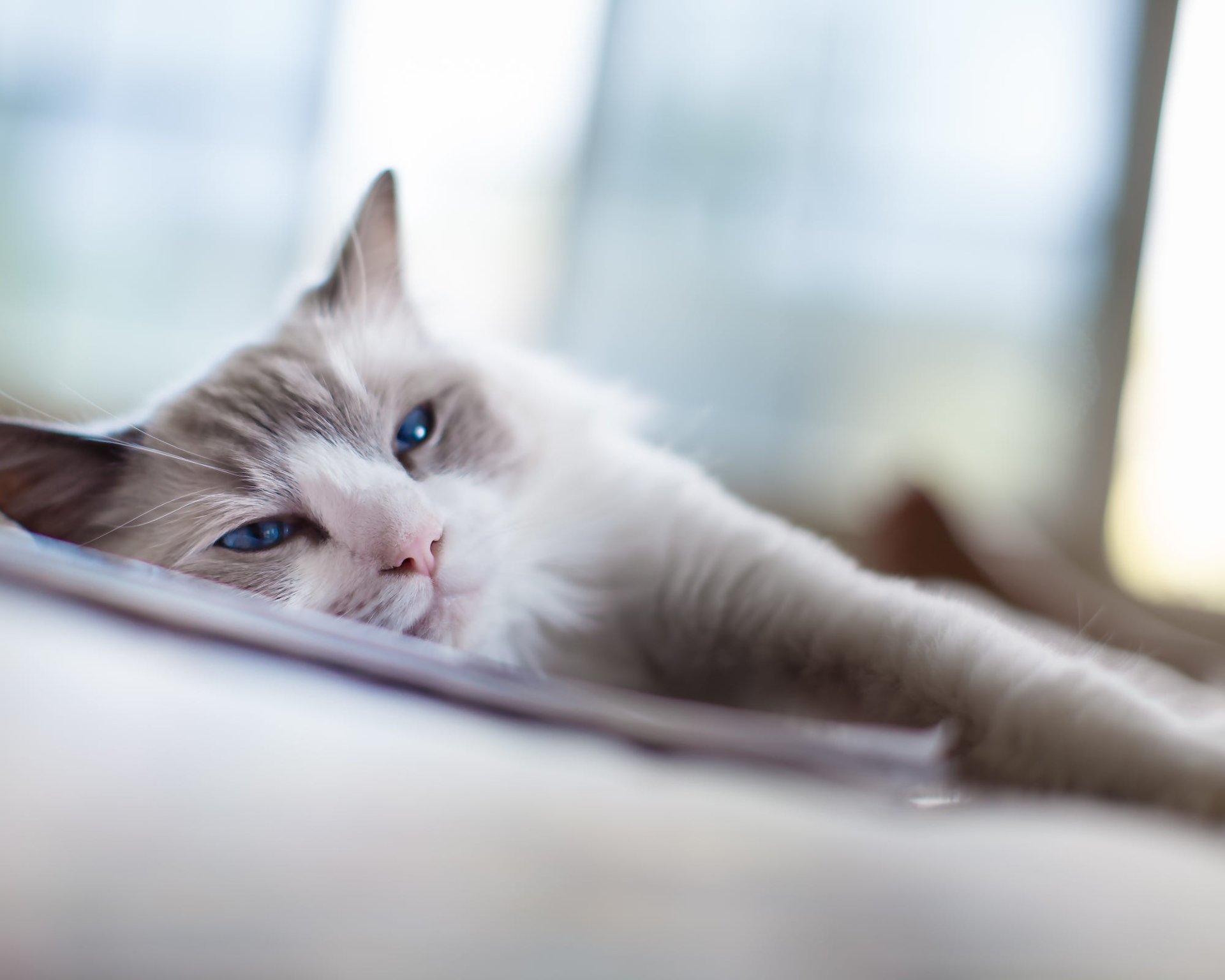 Download Animal Cat HD Wallpaper | 2000x1600 | Wallpaper Abyss