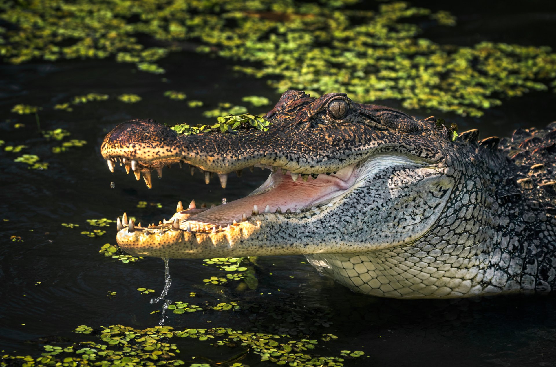 Download Animal Alligator HD Wallpaper by Inge Vautrin