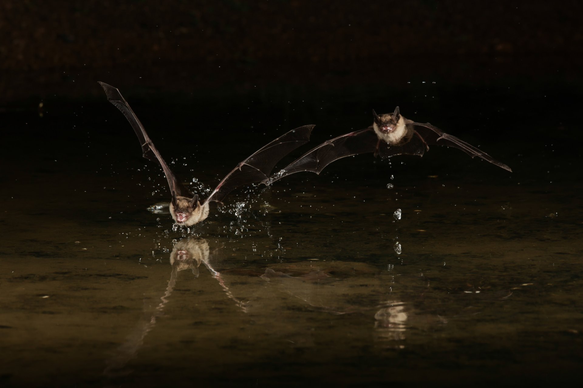 HD Night Flight: Majestic Bats in Action