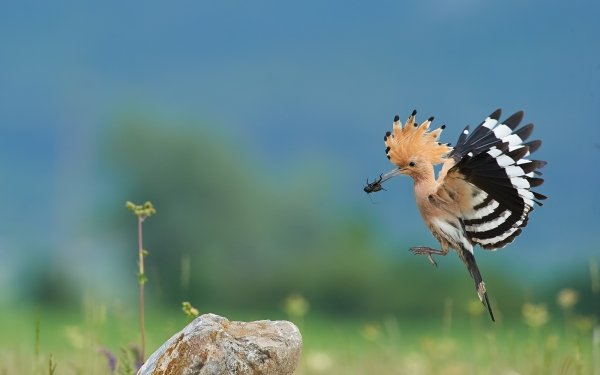 Hoopoe HD Wallpaper | Background Image | 1920x1080 | ID:209450 ...