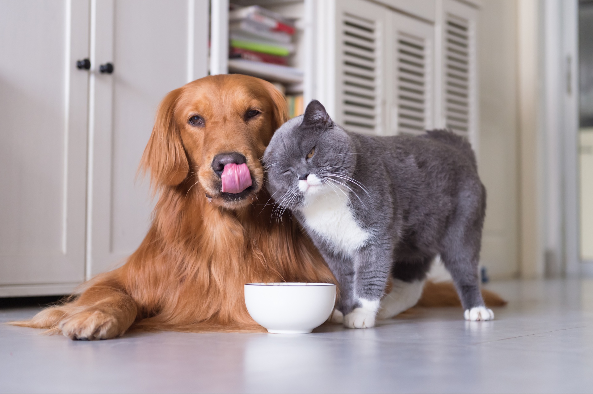 Download Dog Cat Animal Cat & Dog HD Wallpaper