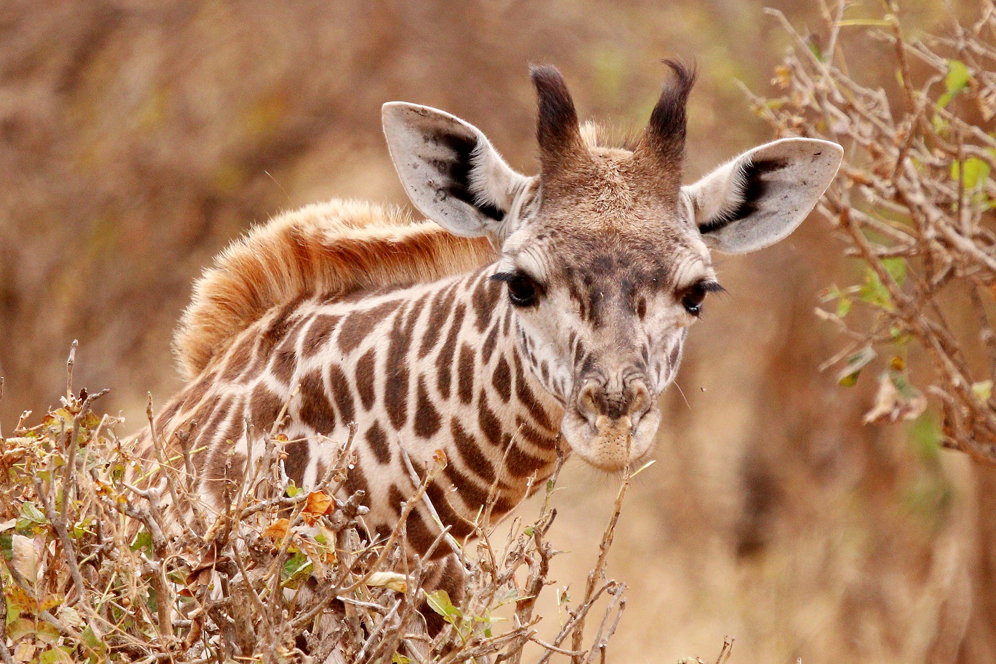 Giraffe Majesty: HD Wallpaper