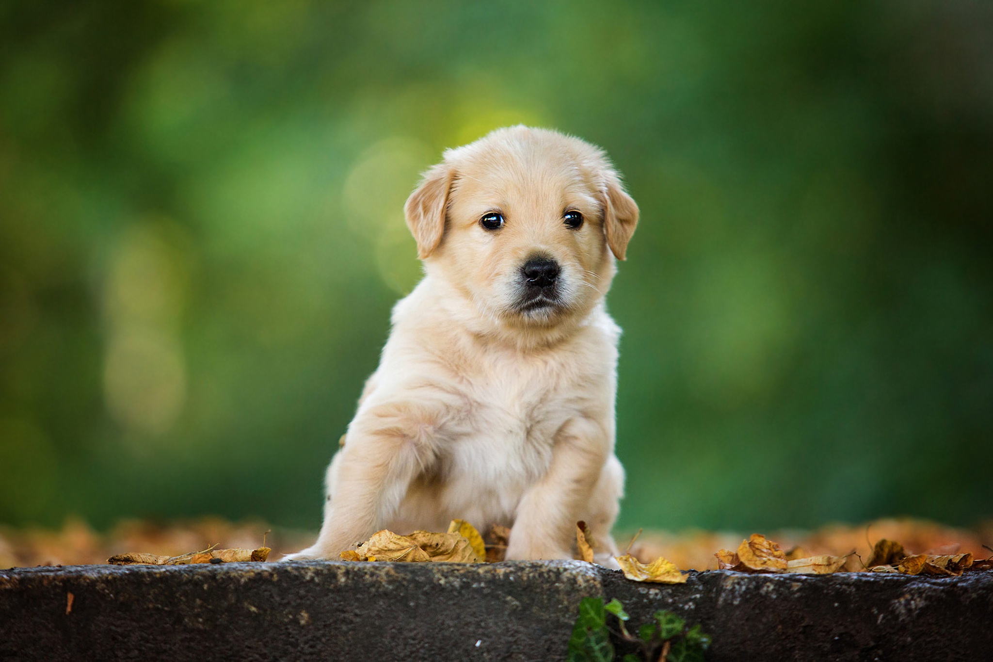 Animals Backgrounds 743639 Labrador Labrador Wallpapers Wallpaper