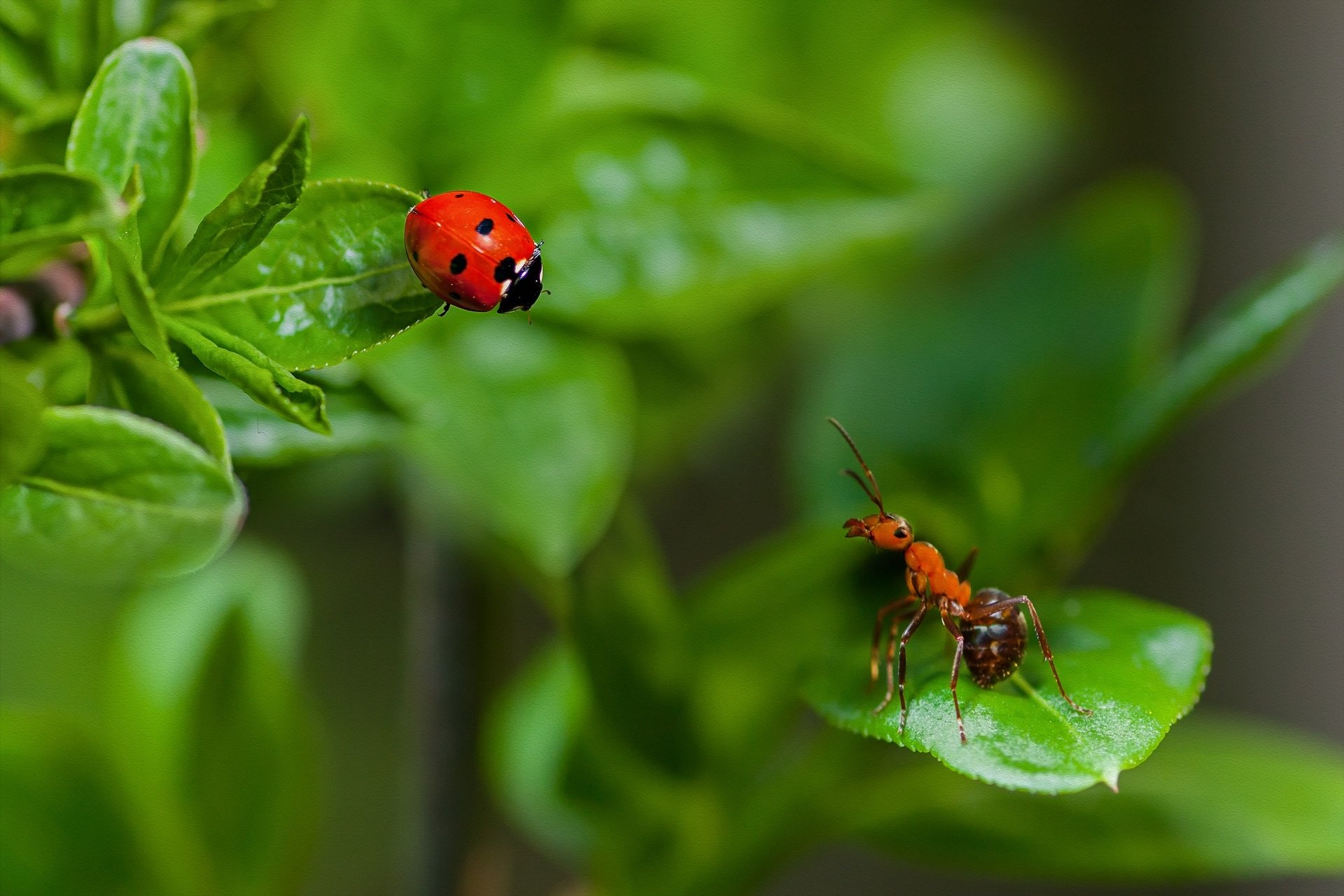 Download Ant Nature Insect Macro Animal Ladybug HD Wallpaper