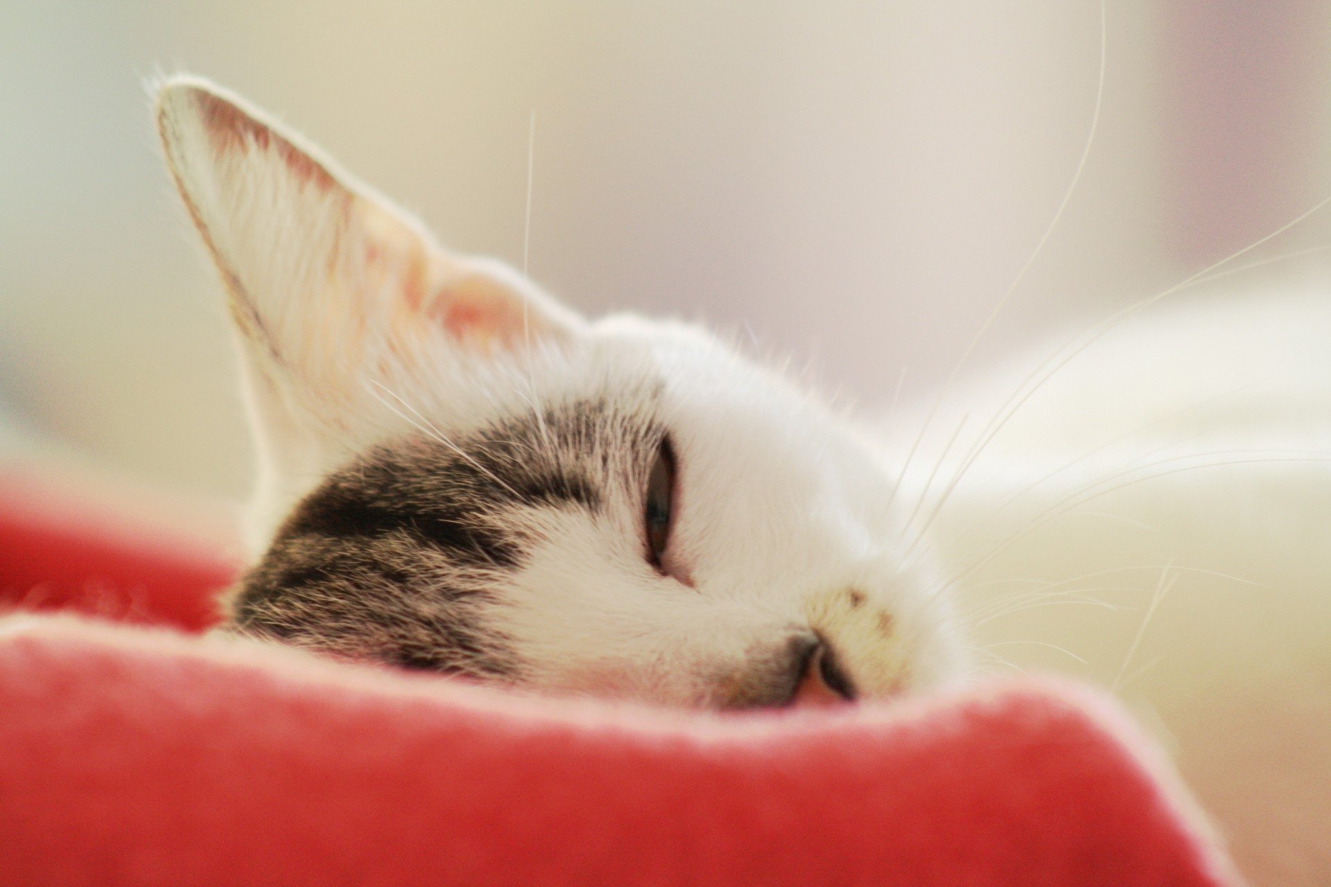 Download Sleeping Animal Cat HD Wallpaper