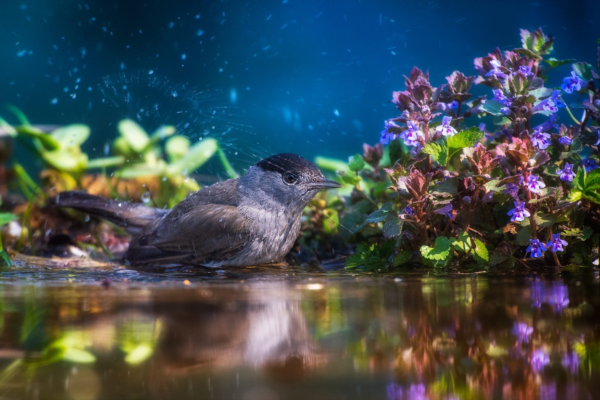 Download Water Animal Bird HD Wallpaper | 2000x1334 | Wallpaper Abyss