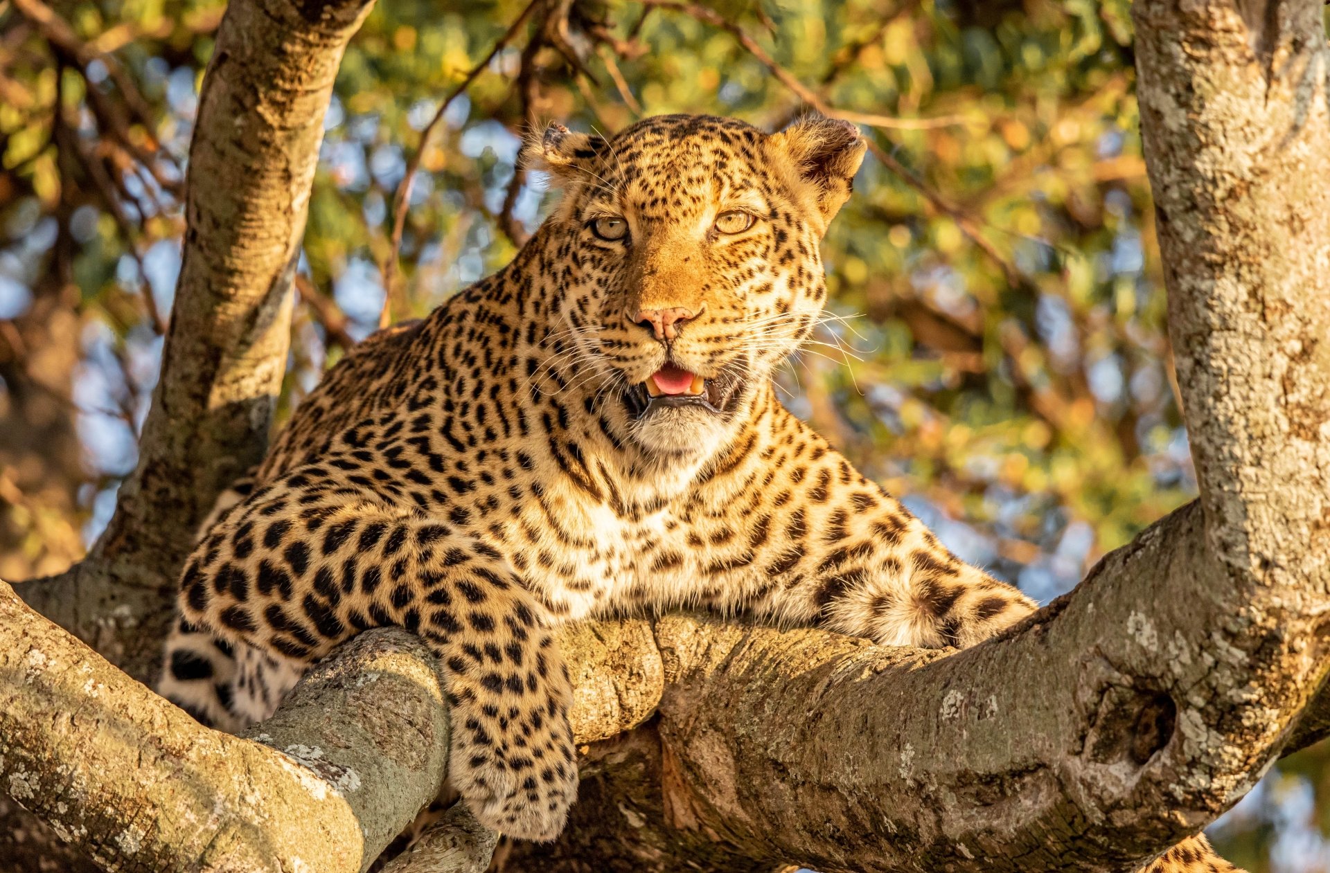 Download Animal Leopard 4k Ultra HD Wallpaper | 5294x3476 | Wallpaper Abyss