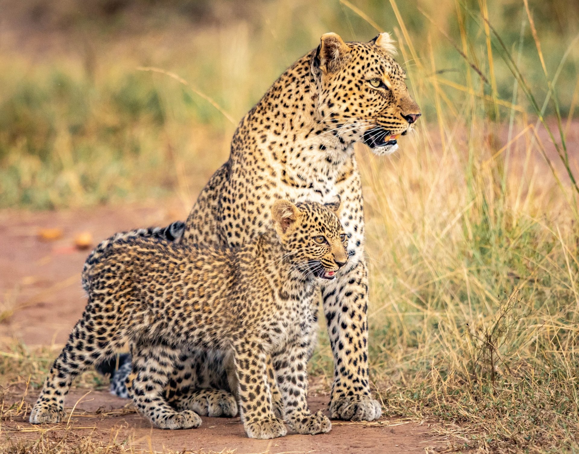 Download Baby Animal Cub Animal Leopard HD Wallpaper | 3000x2357 ...