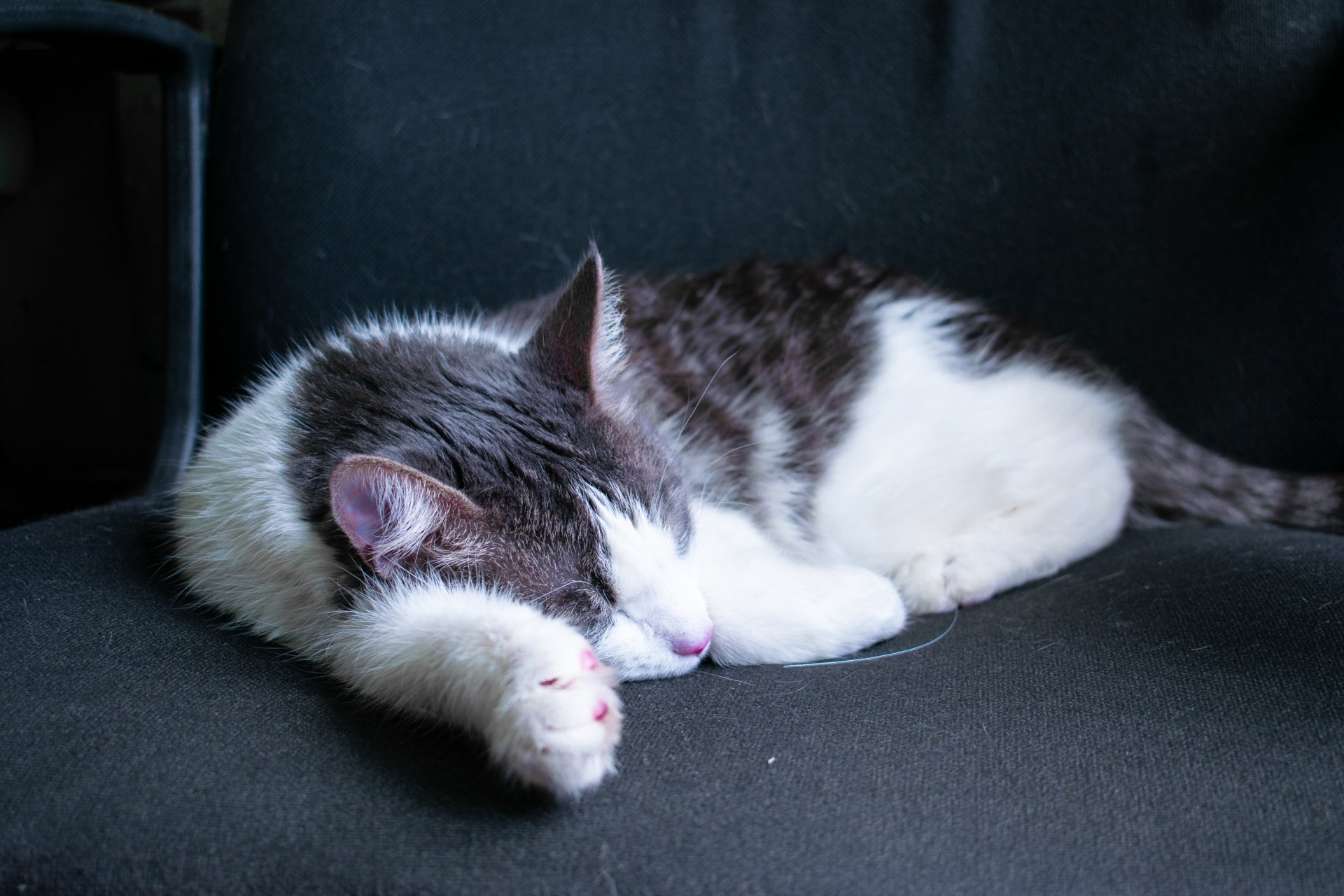 Download Sleeping Animal Cat 4k Ultra HD Wallpaper | 6000x4000 ...
