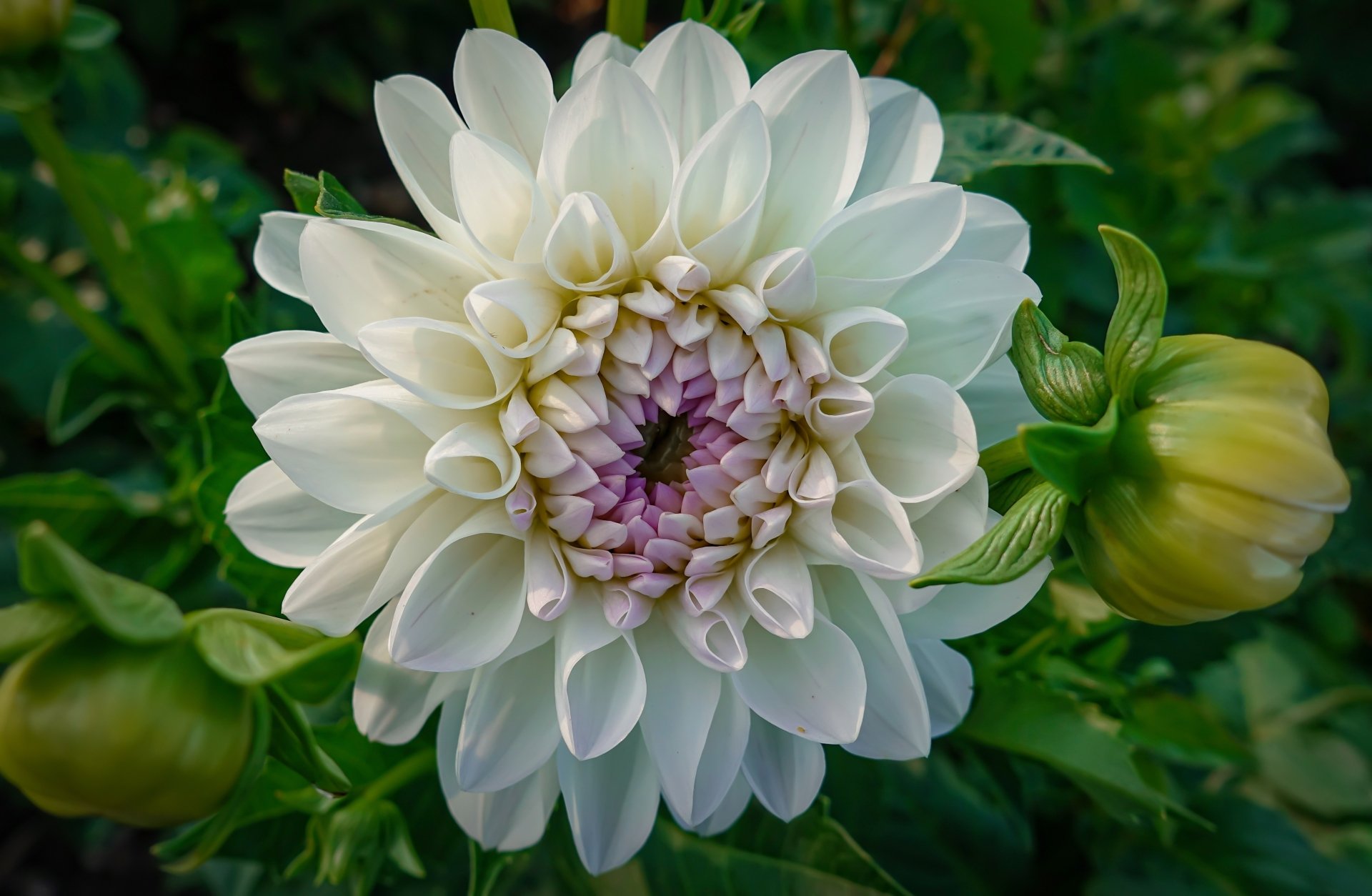 Download White Flower Flower Nature Dahlia 4k Ultra HD Wallpaper