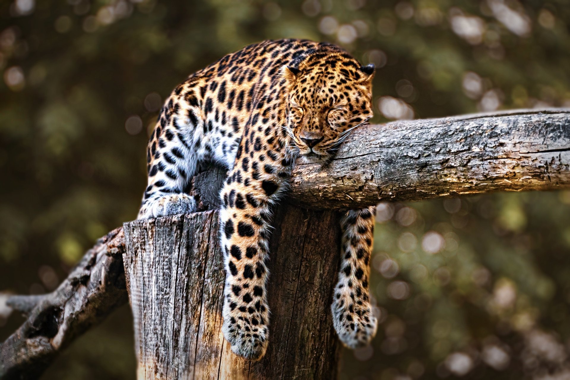 Download Sleeping Animal Leopard 4k Ultra HD Wallpaper