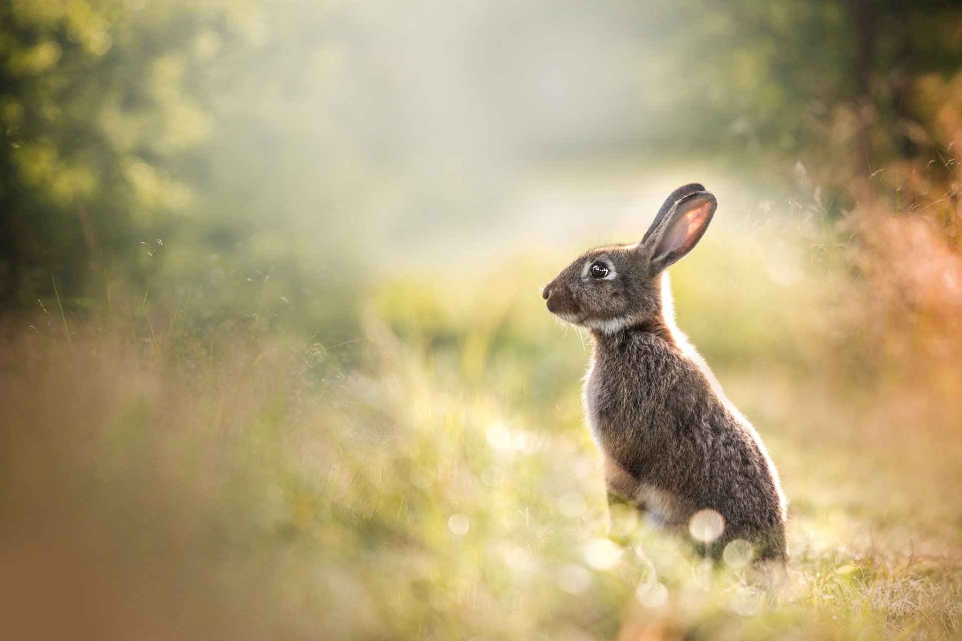 Download Animal Hare HD Wallpaper