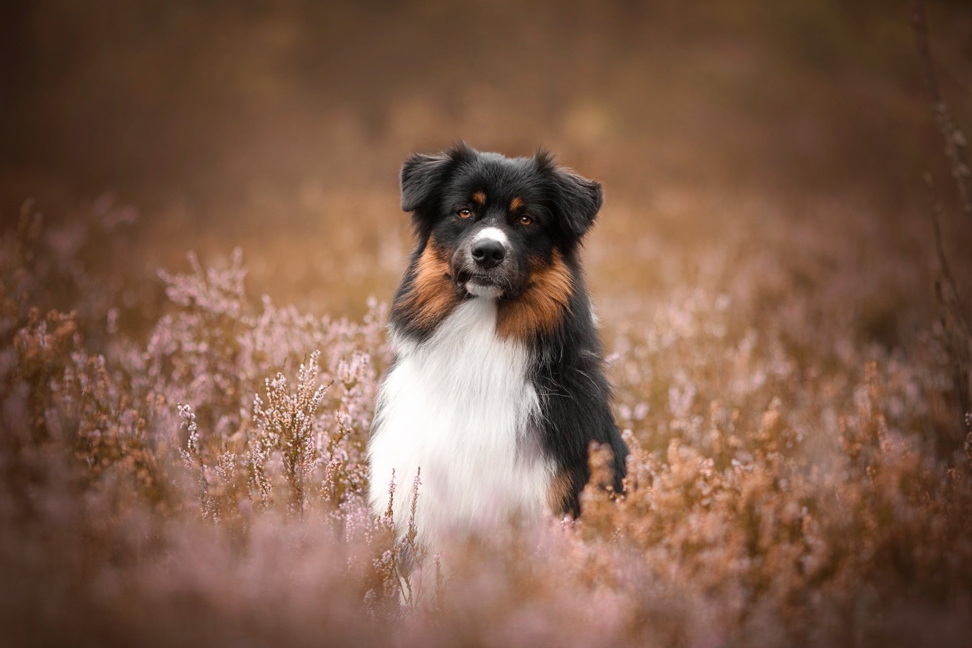 Download Depth Of Field Animal Dog HD Wallpaper