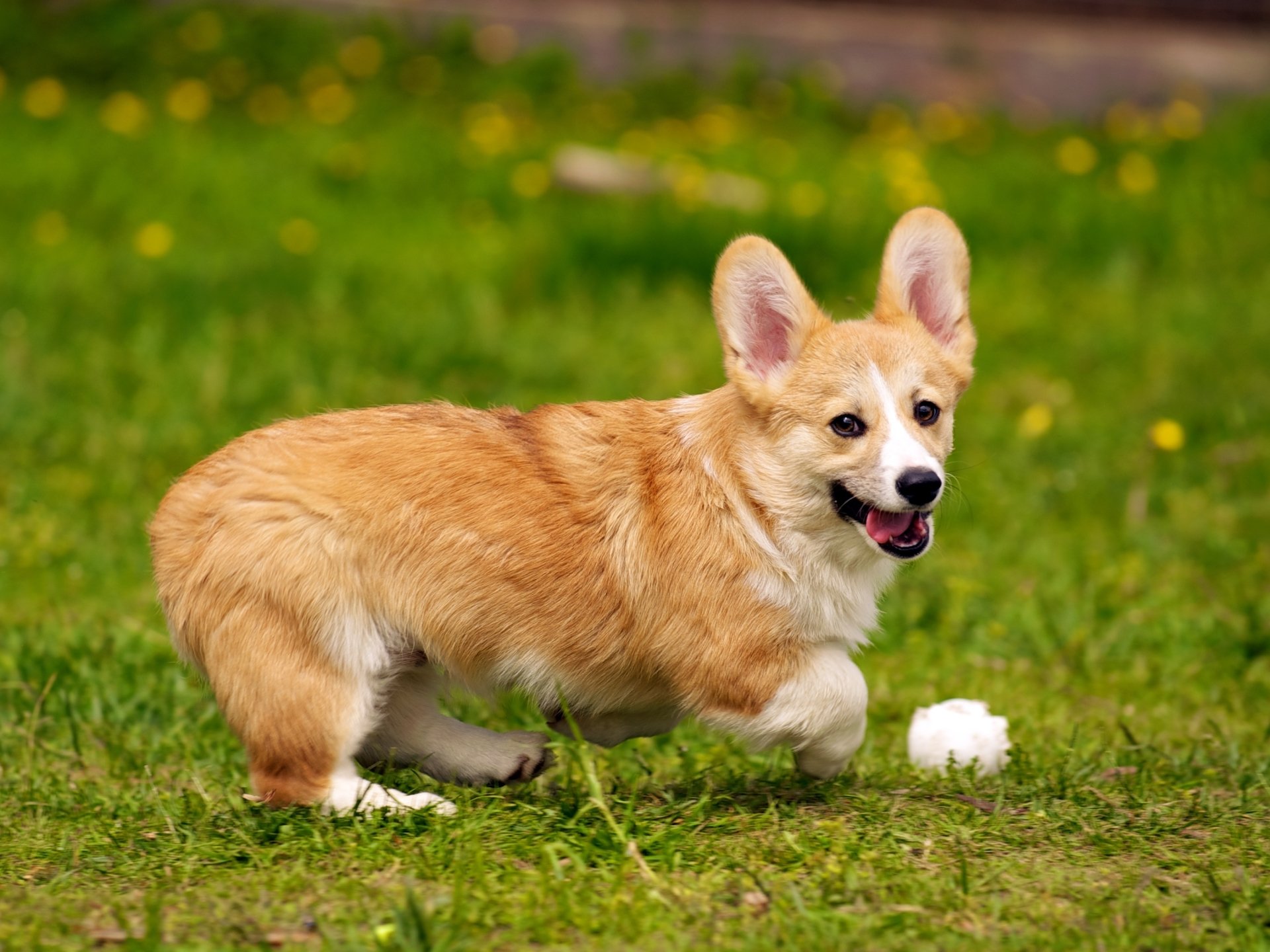 Download Dog Animal Corgi HD Wallpaper