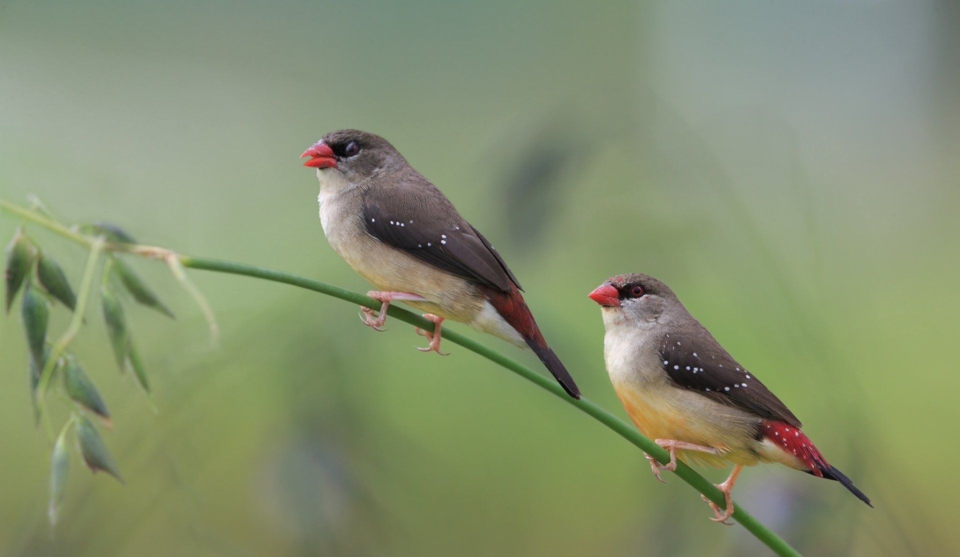 Download Red Avadavat Animal Finch HD Wallpaper