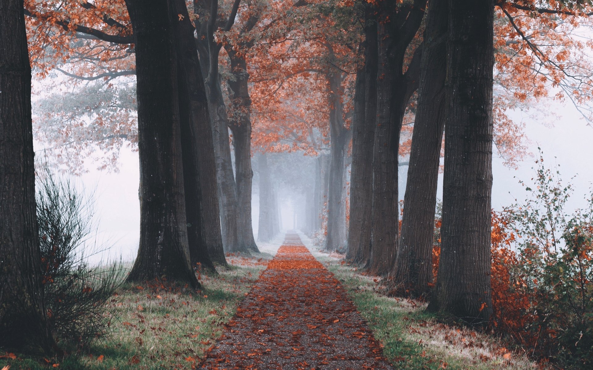 Download Tree-lined Fog Fall Nature Tree Path 4k Ultra HD Wallpaper