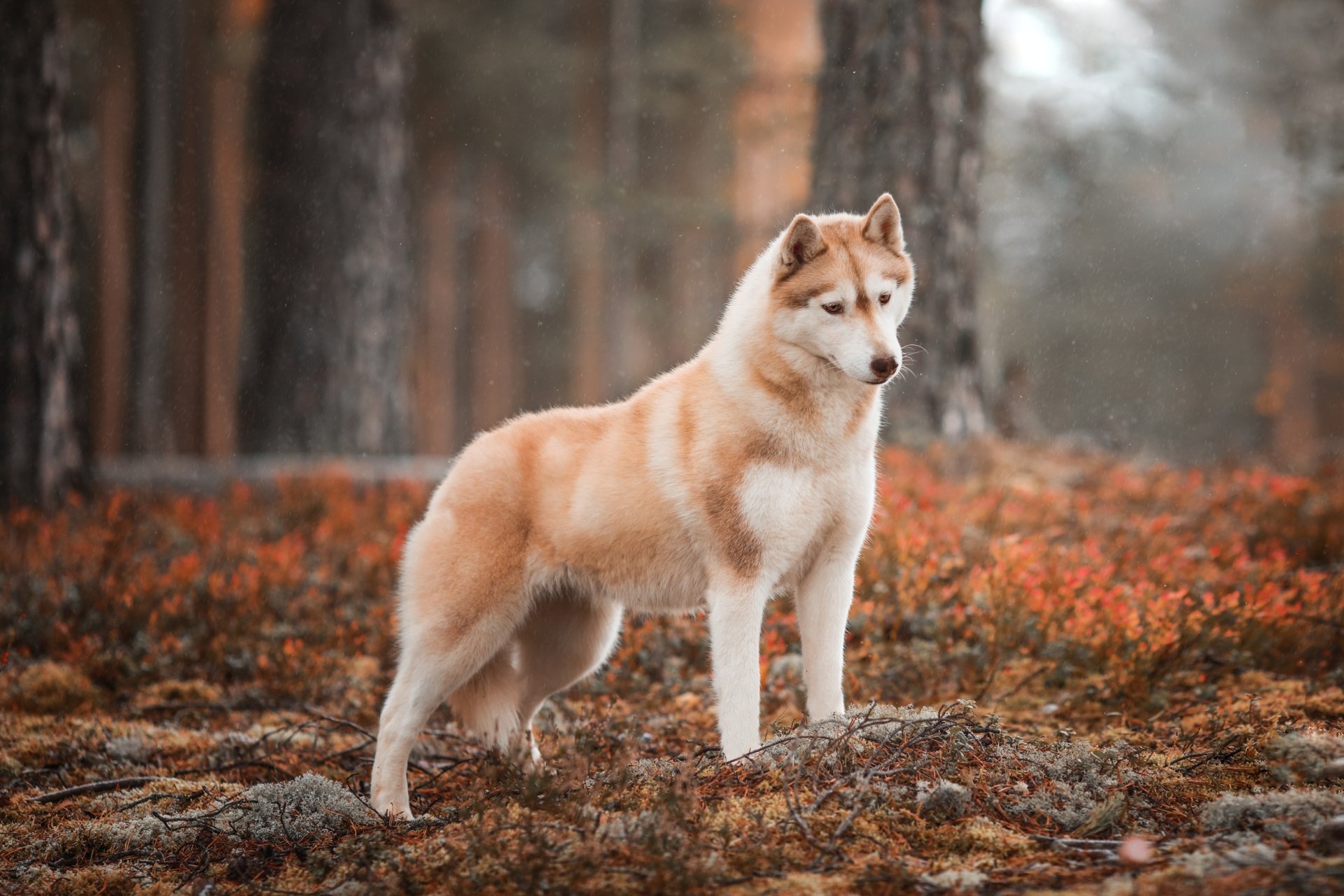 Download Dog Animal Husky HD Wallpaper