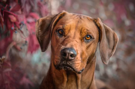 Rhodesian Ridgeback - Desktop Wallpapers, Phone Wallpaper, PFP, Gifs ...