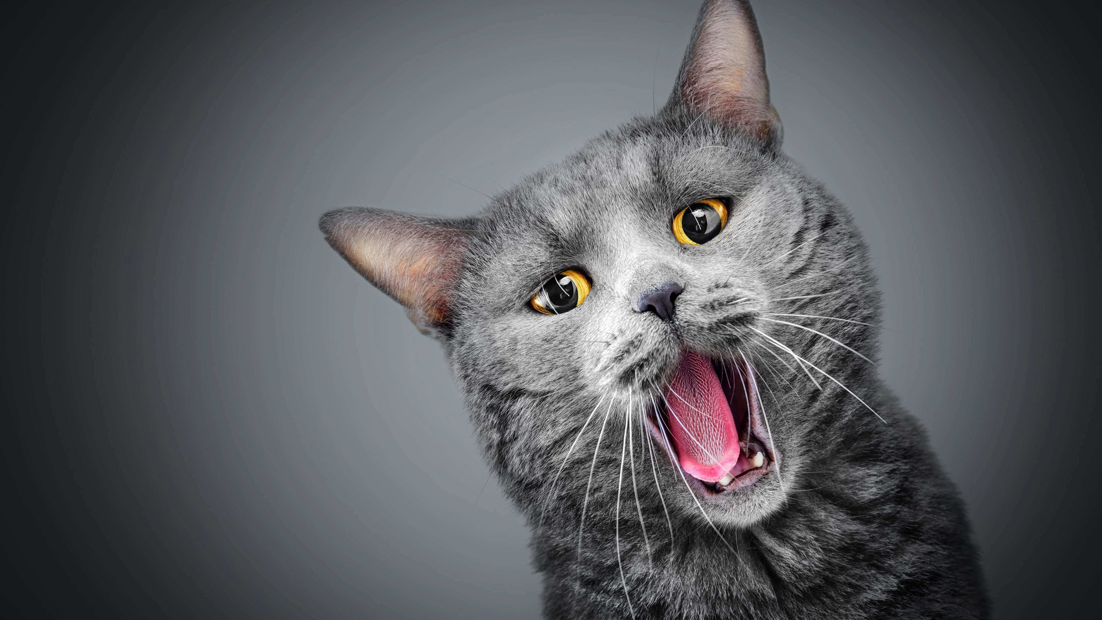 Domestic Cats Meowing