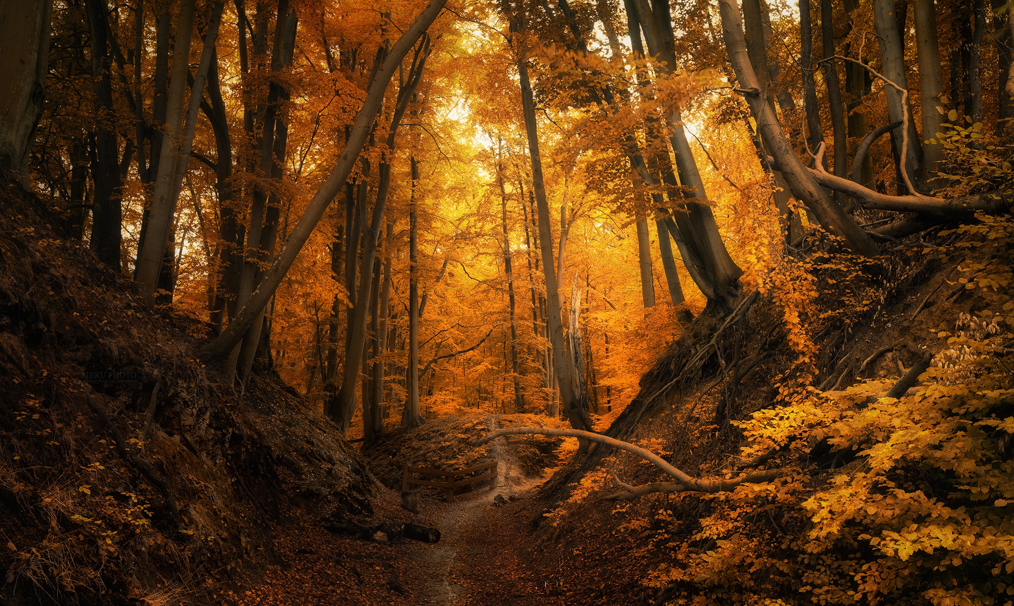 Golden Forest Pathway: Autumn in Poland's Woodland Wonder