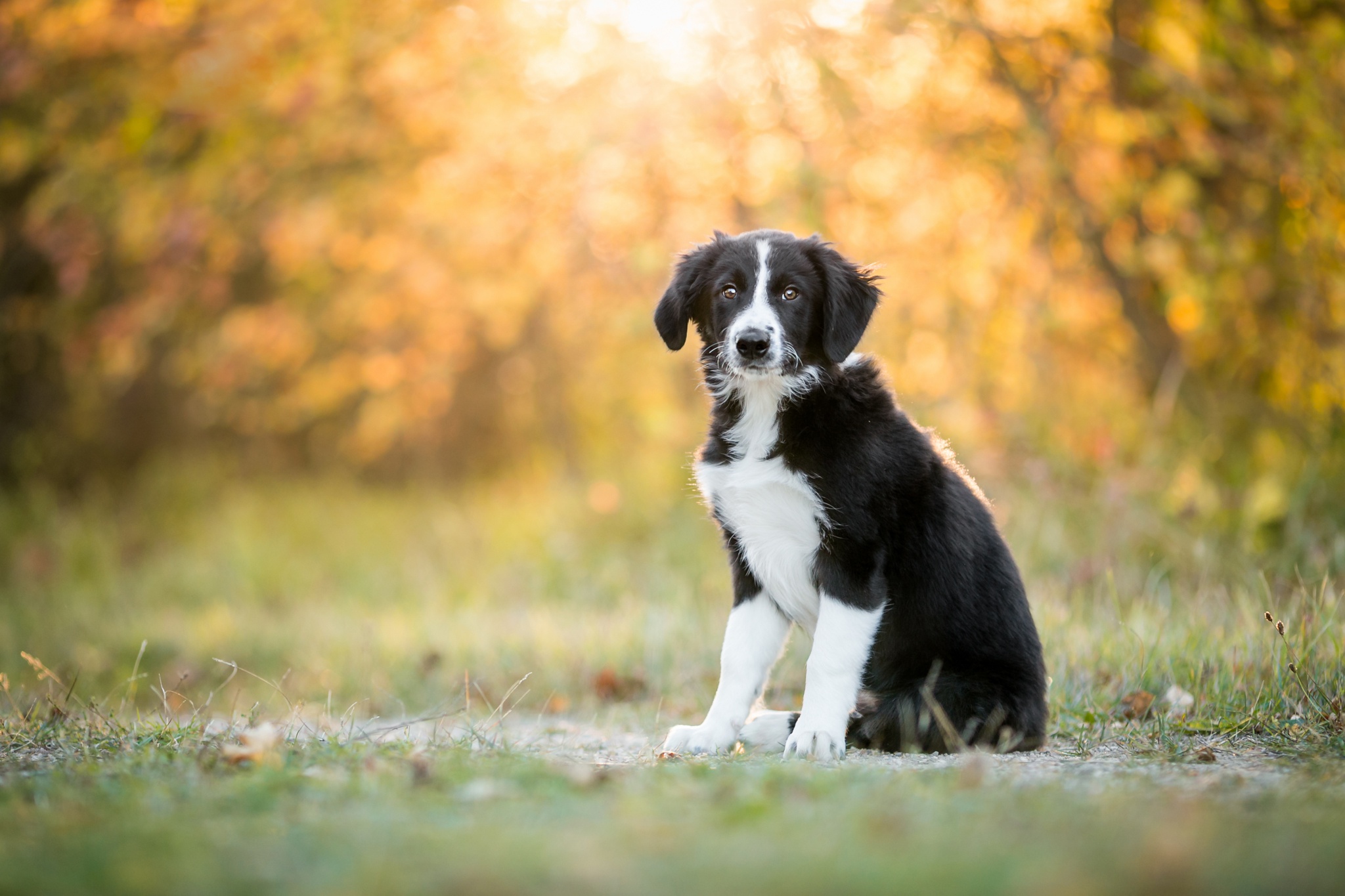 Download Baby Animal Puppy Dog Animal Border Collie HD Wallpaper