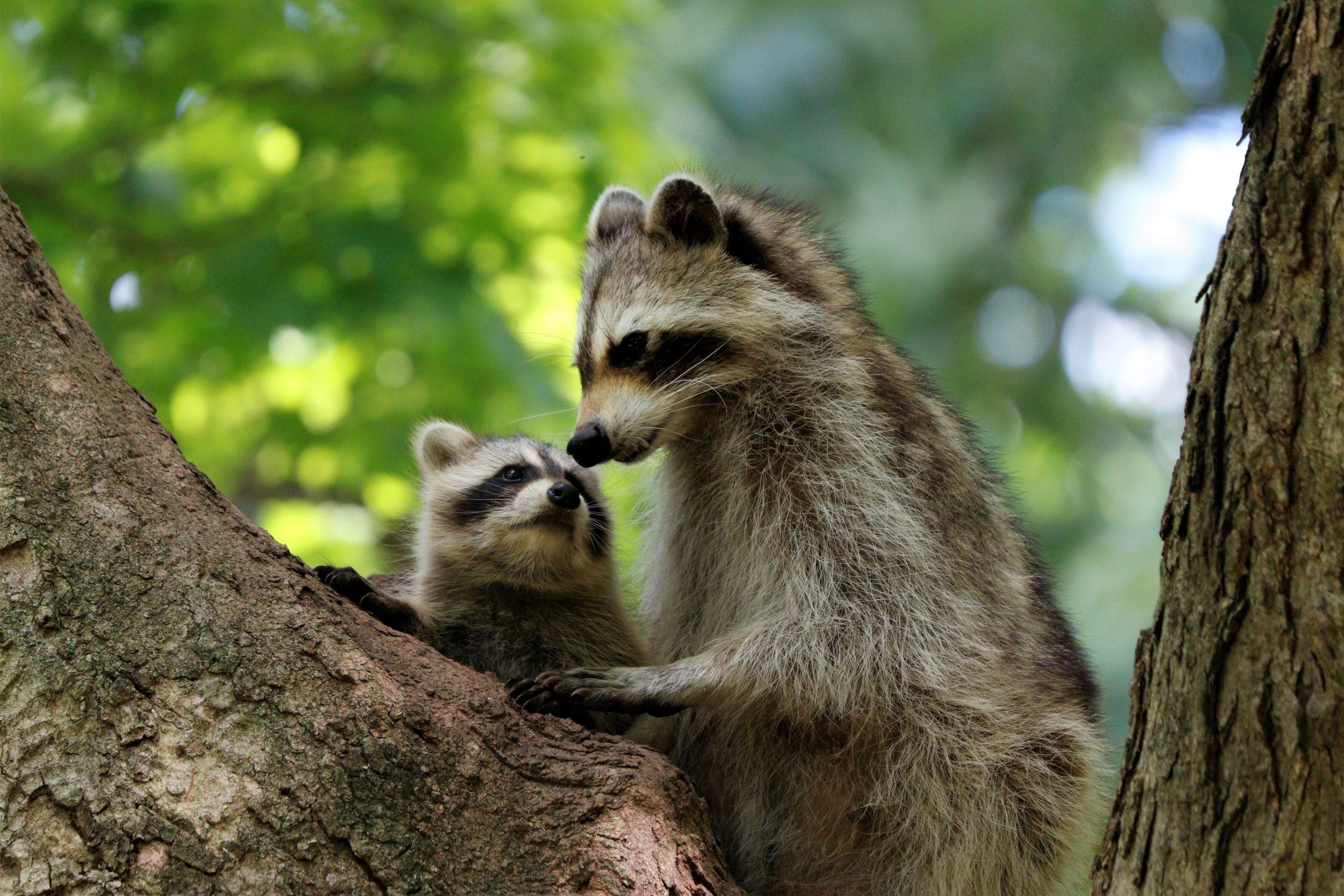 Download Baby Animal Animal Raccoon HD Wallpaper