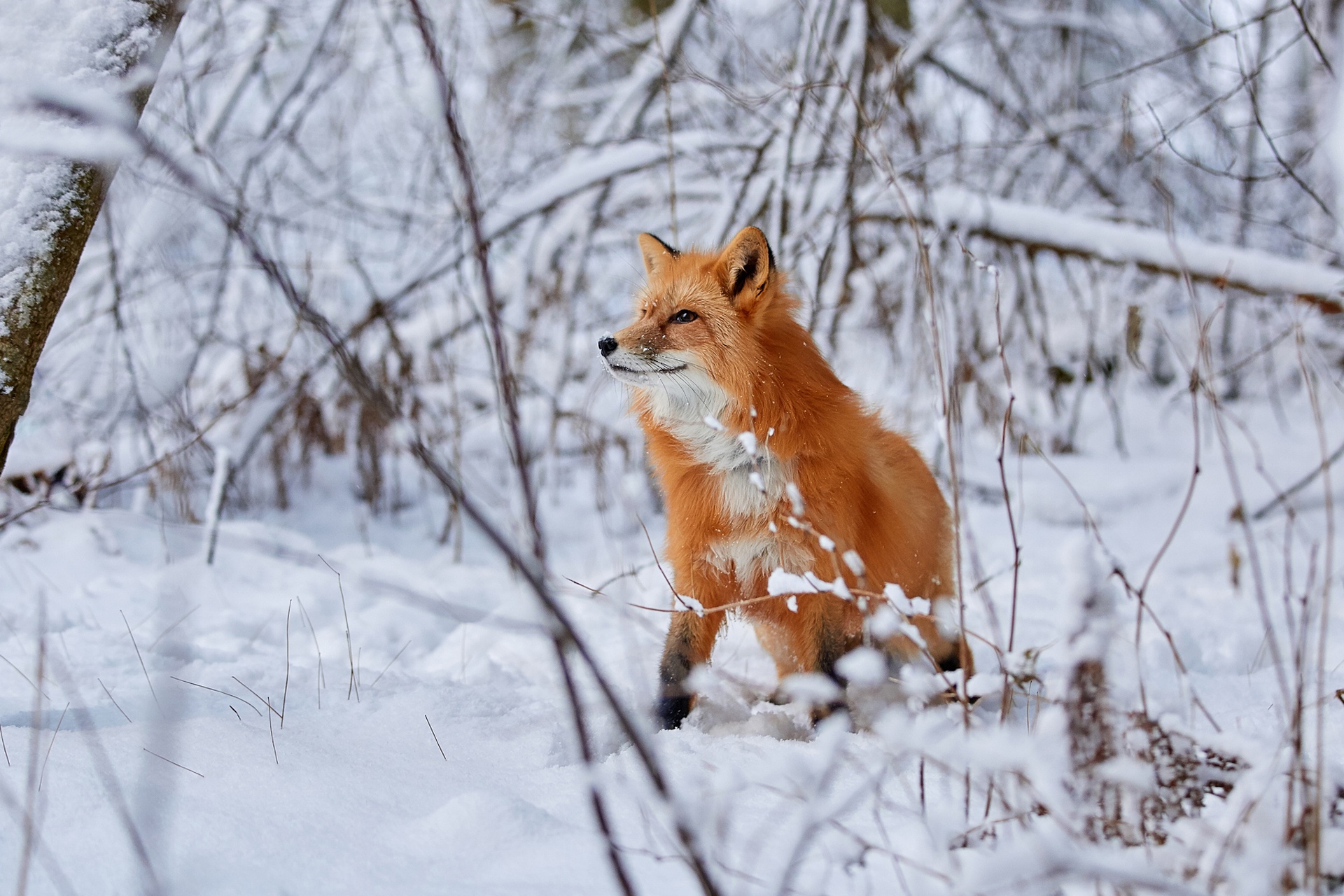 Download Snow Winter Animal Fox HD Wallpaper