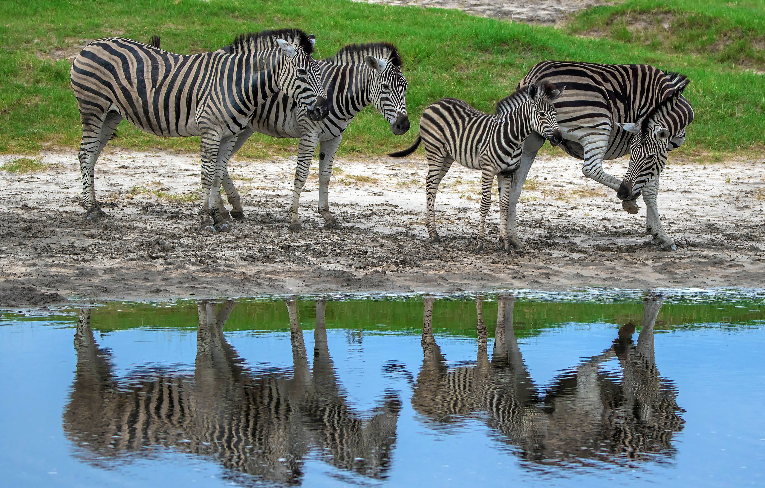 Download Reflection Animal Zebra HD Wallpaper