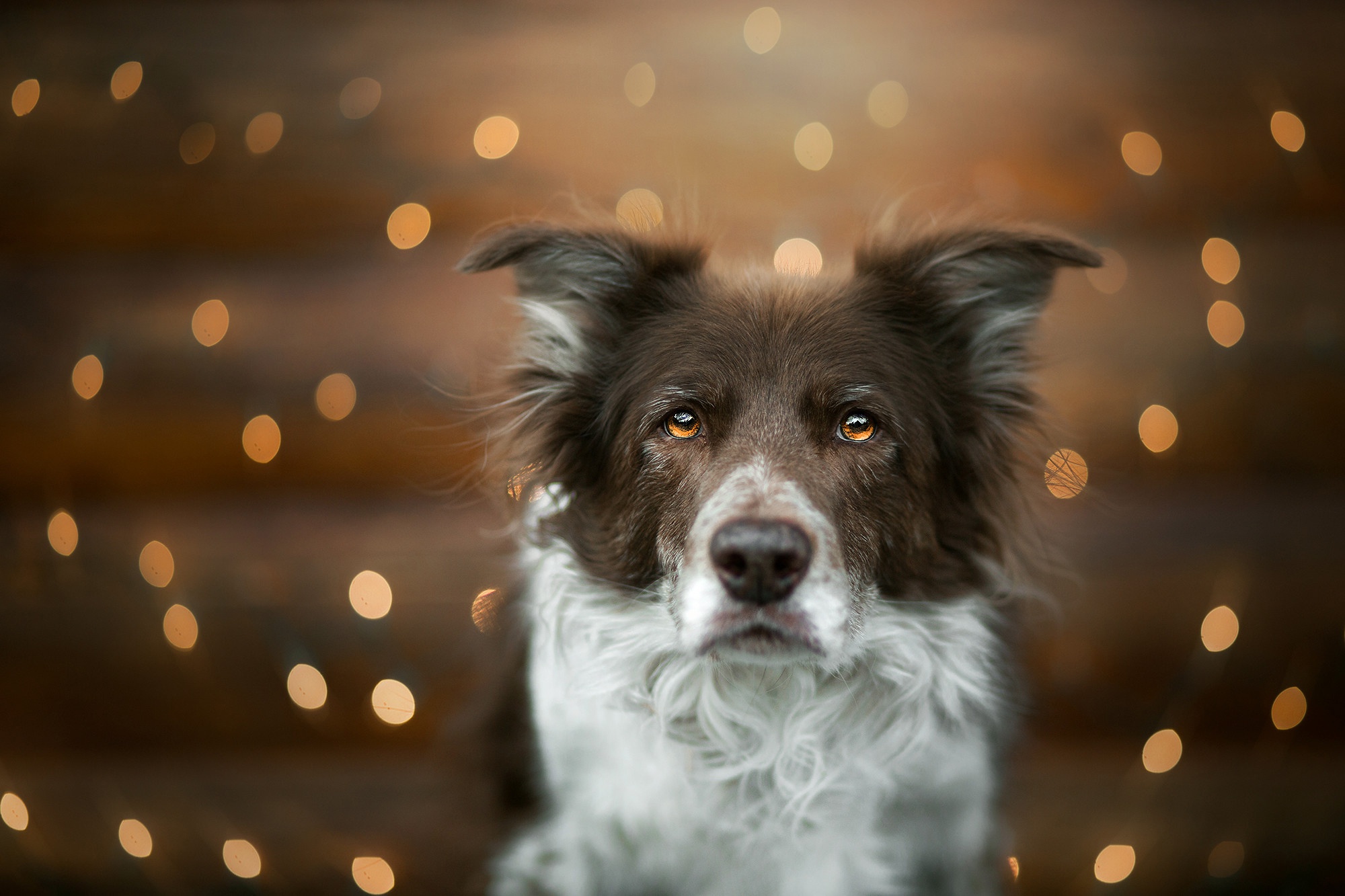 Border Collie HD Wallpaper