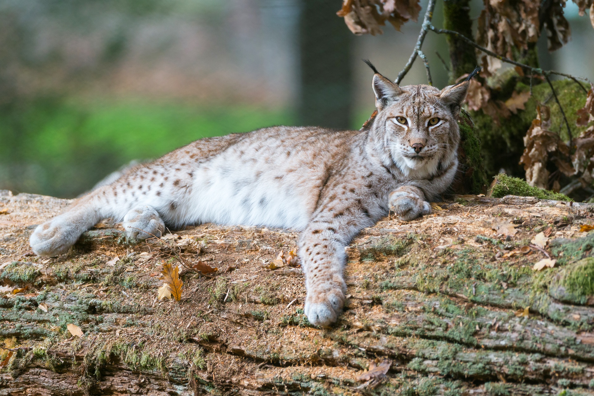 Download Animal Lynx HD Wallpaper