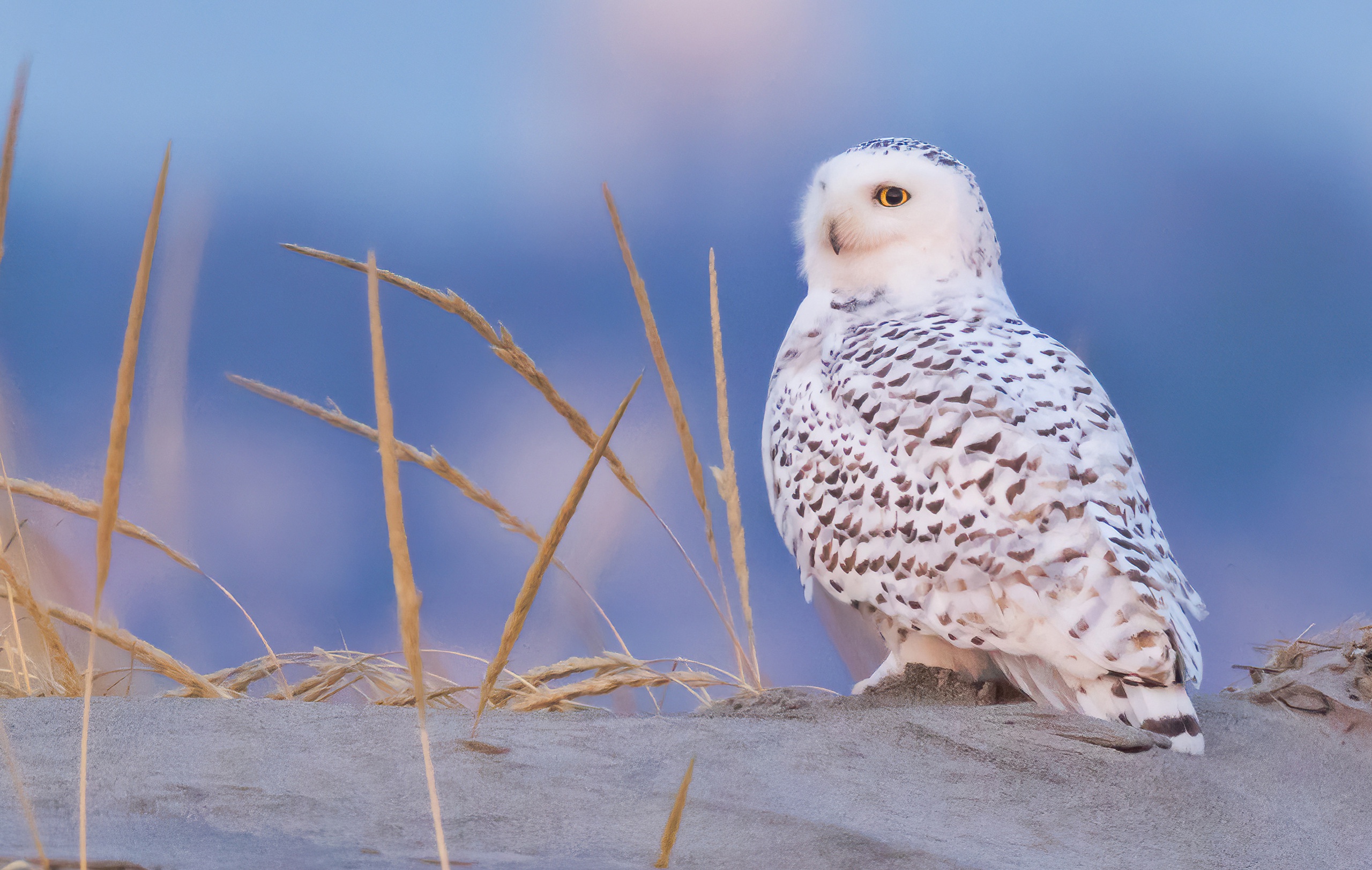 Download Bird Owl Animal Snowy Owl HD Wallpaper