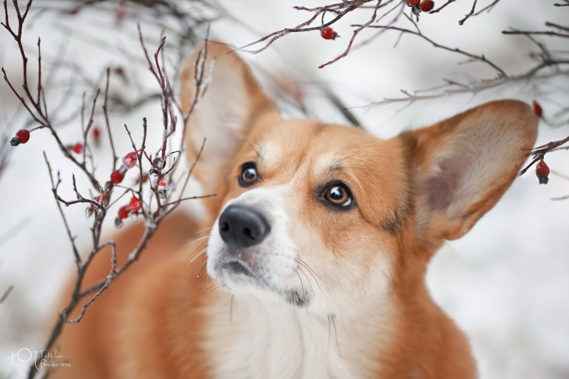 Download Dog Animal Corgi HD Wallpaper | 2500x1667 | Wallpaper Abyss