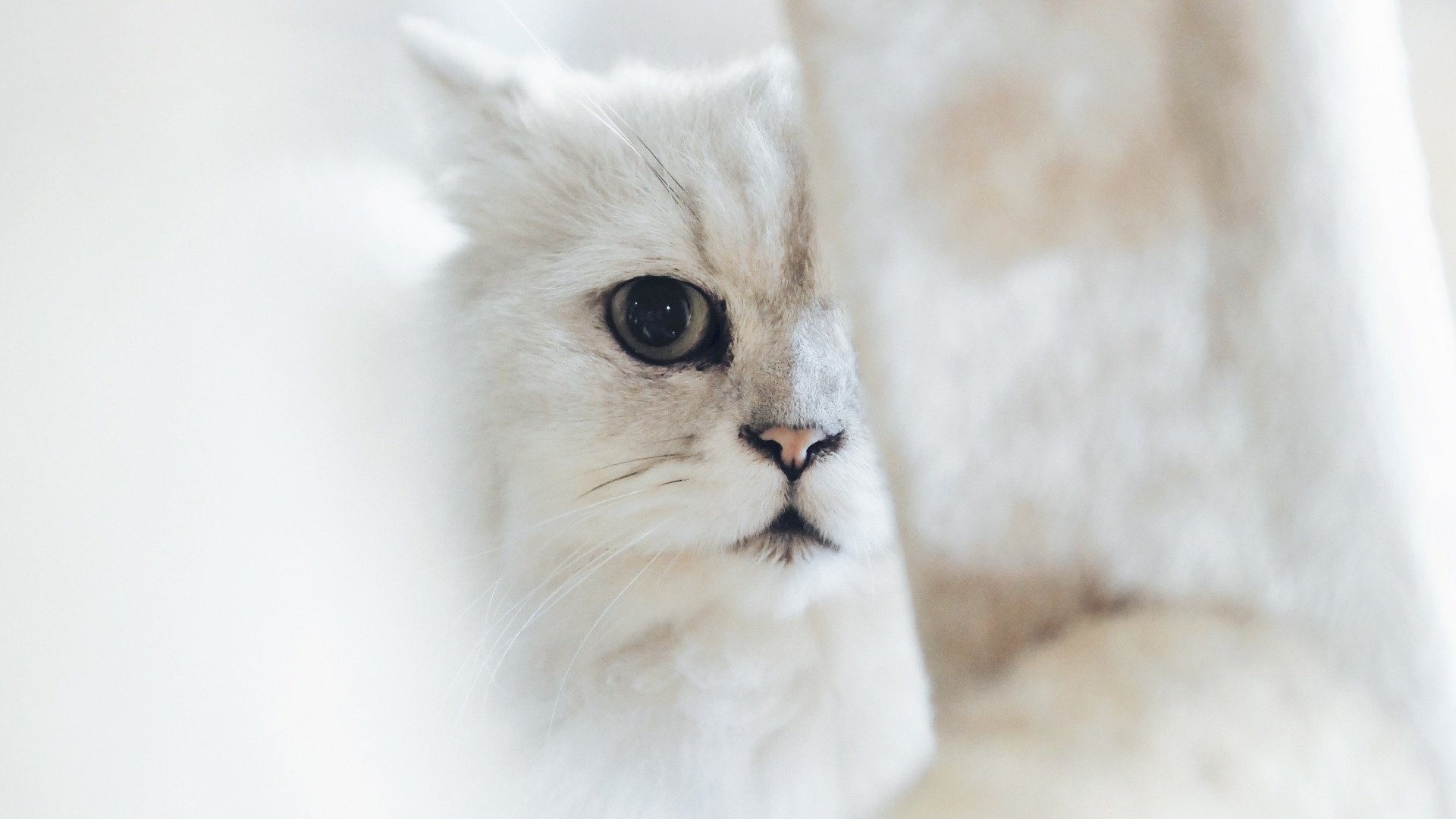 Silent Stare — HD White Cat Wallpaper | 1920x1080 | Wallpaper Abyss