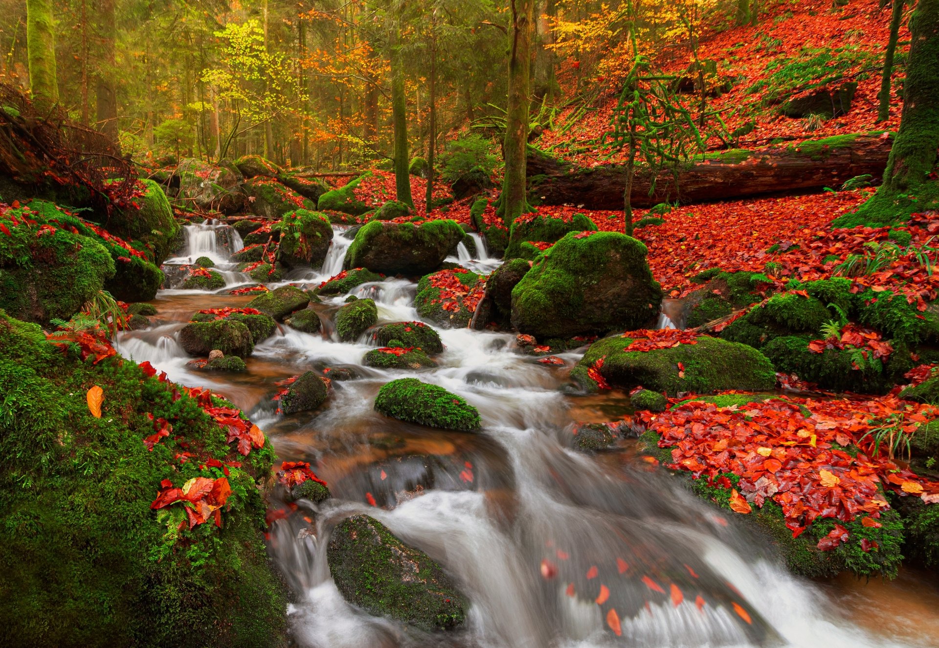 Download Germany Moss Forest Fall Nature Stream 4k Ultra HD Wallpaper