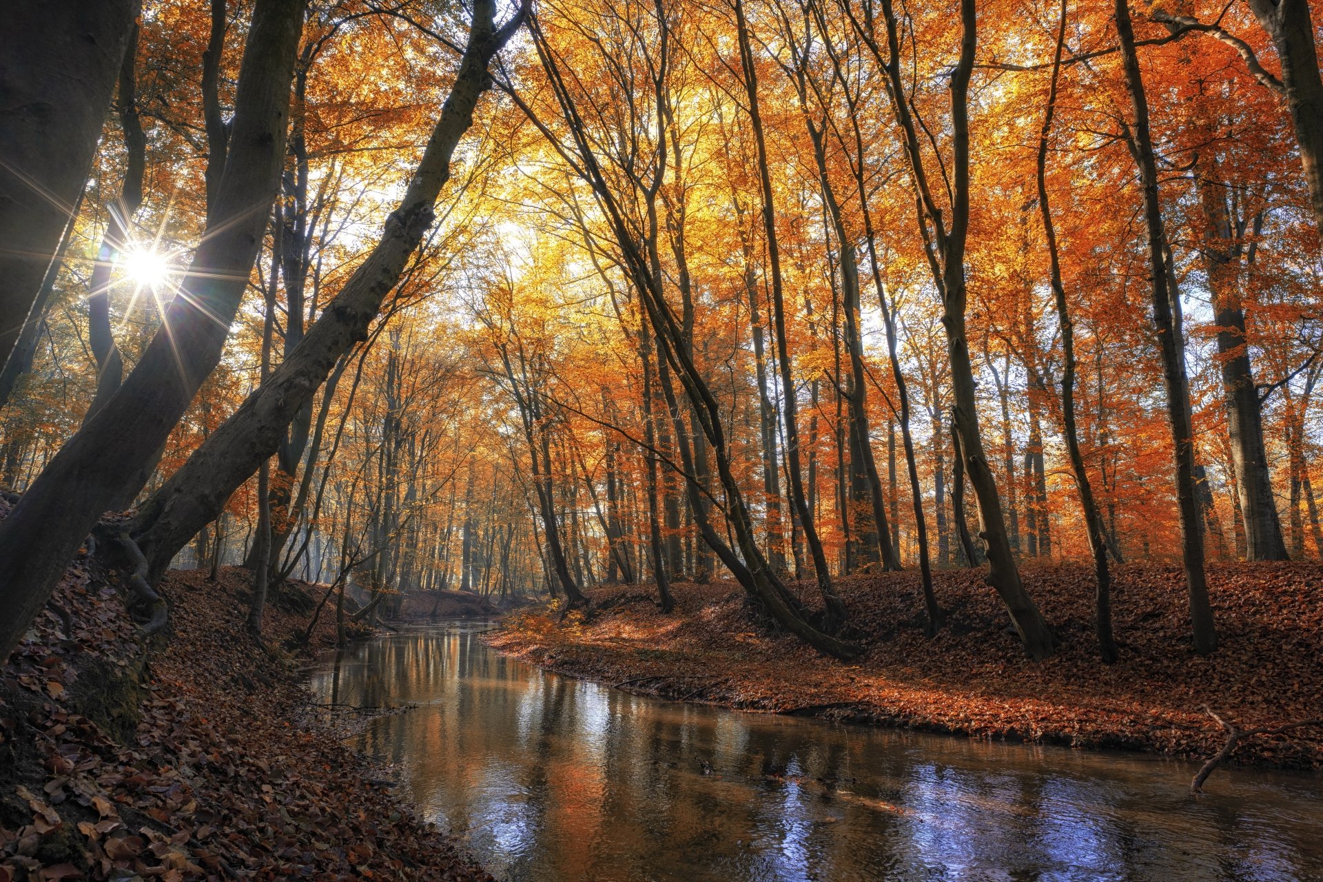 5K Ultra HD — Autumn River in Golden Forest | 6000x4000 | Wallpaper Abyss