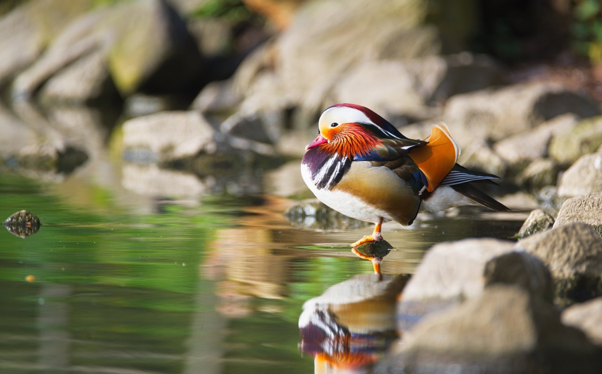 Download Duck Bird Animal Mandarin Duck HD Wallpaper