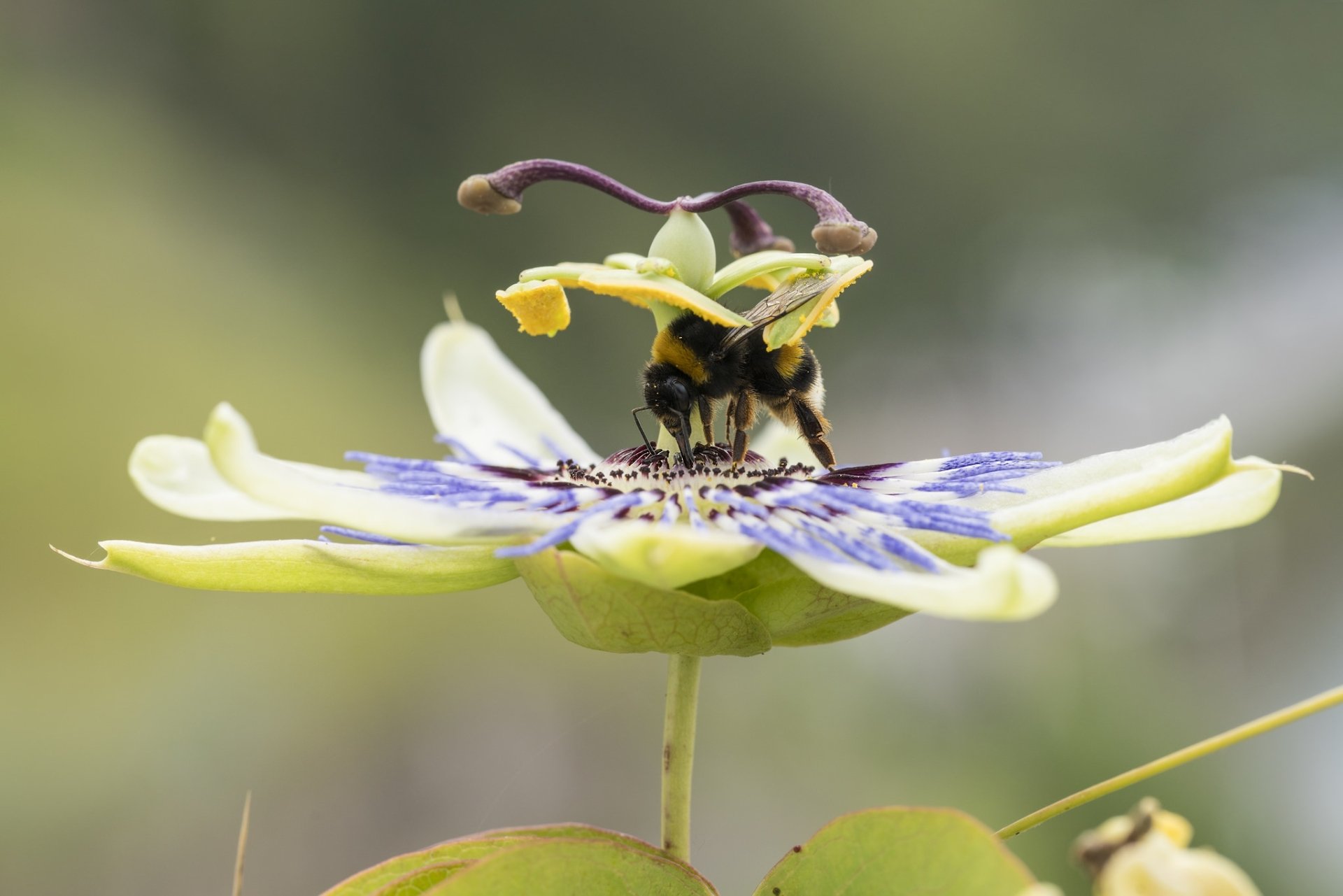 Download Passion Flower Animal Bumblebee HD Wallpaper