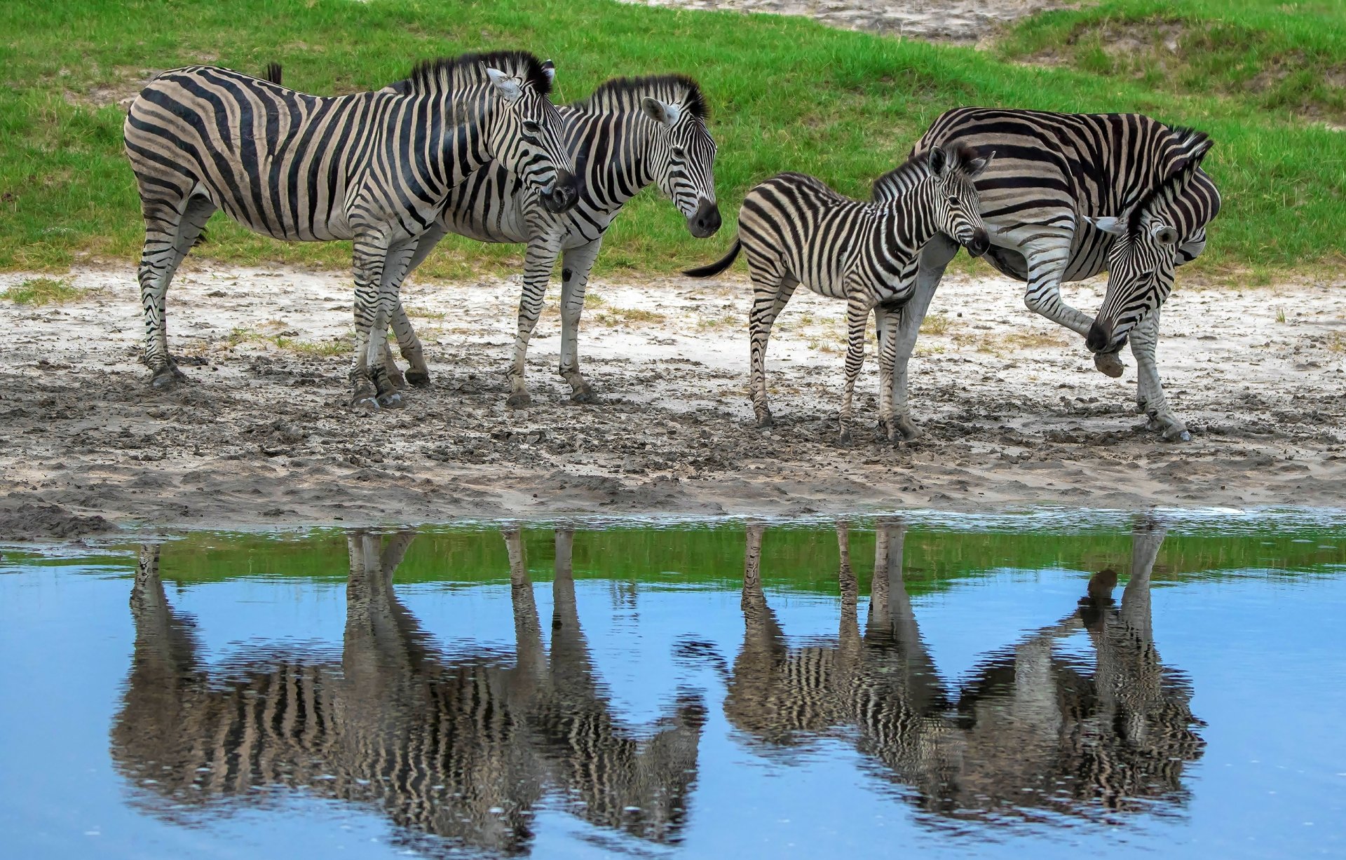 Download Reflection Animal Zebra HD Wallpaper