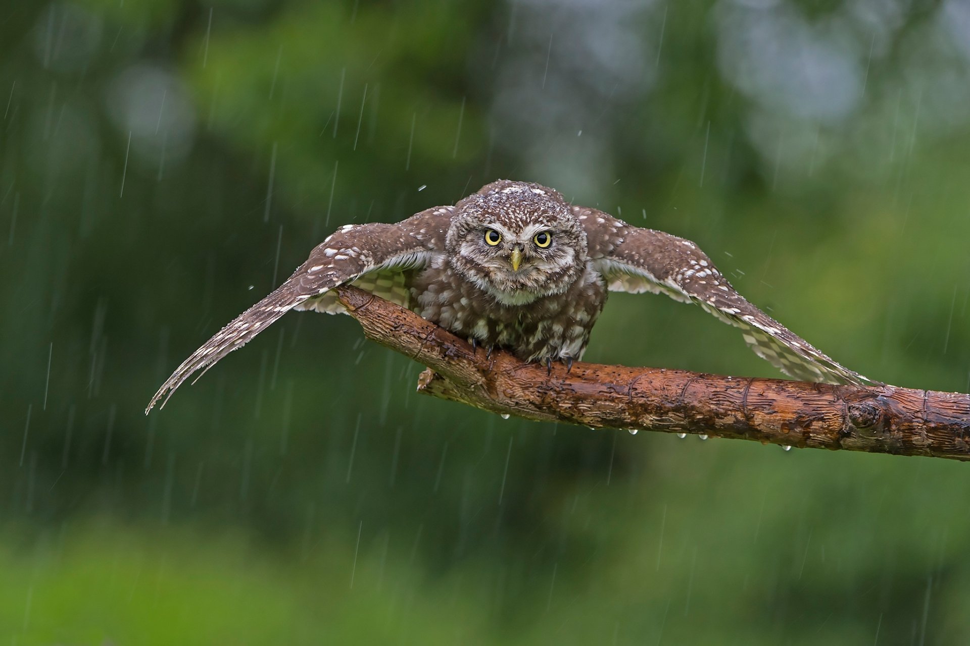 Majestic Owl in Rain – Stunning HD Wildlife Wallpaper | 2048x1365 ...