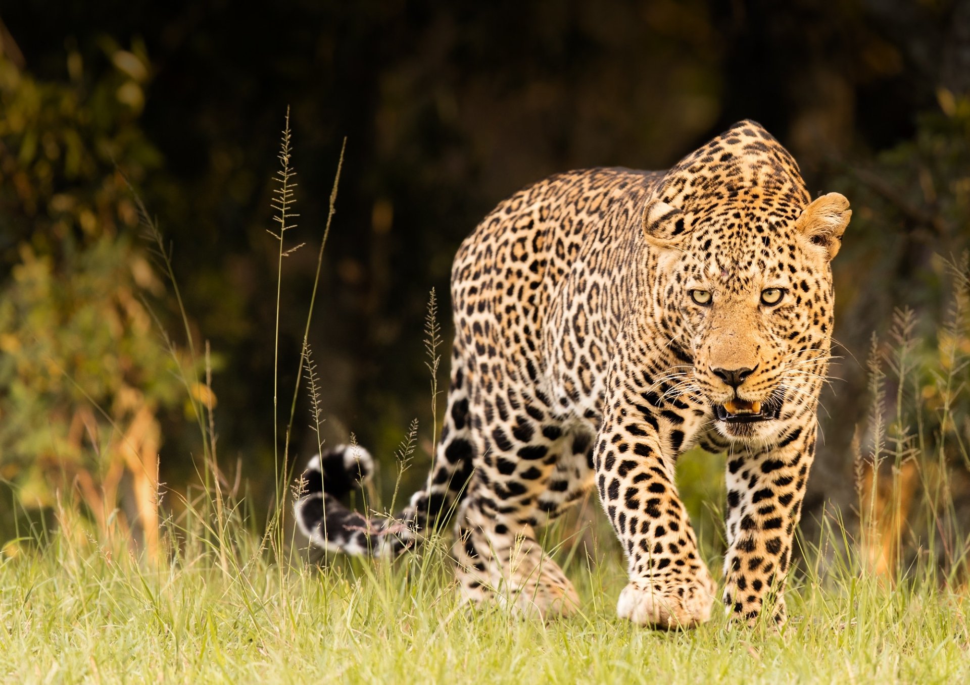 Download Animal Leopard HD Wallpaper | 2000x1414 | Wallpaper Abyss