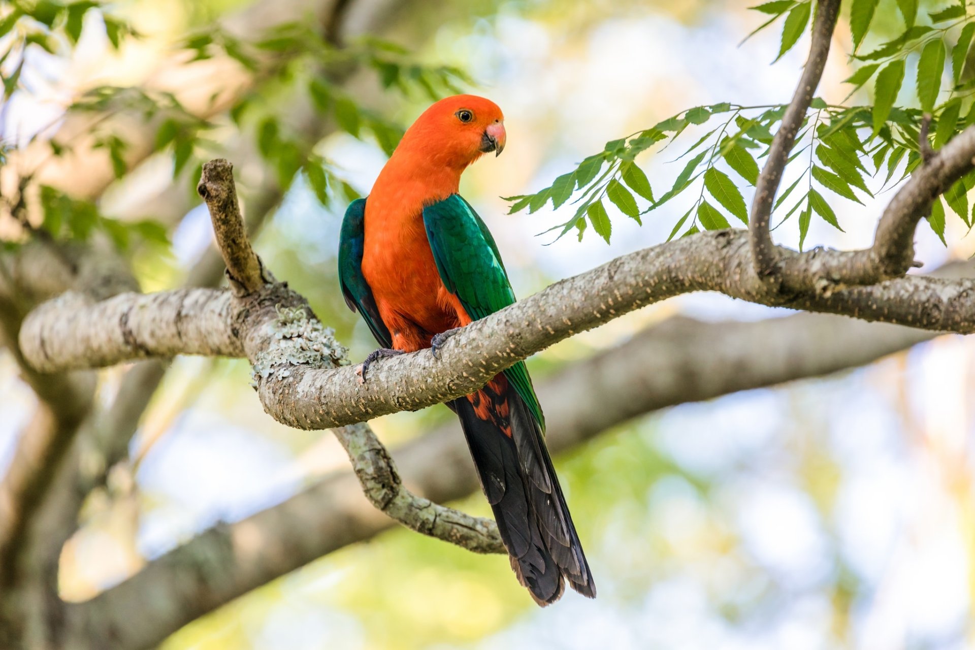 Download Australian King-Parrot Animal King Parrot HD Wallpaper