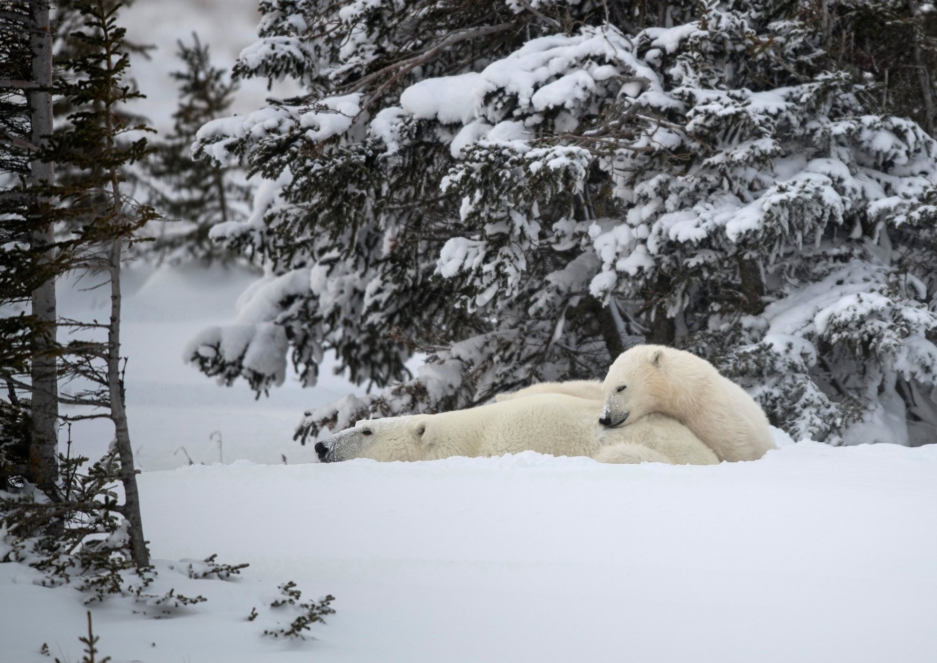 Download Baby Animal Cub Snow Winter Animal Polar Bear HD Wallpaper