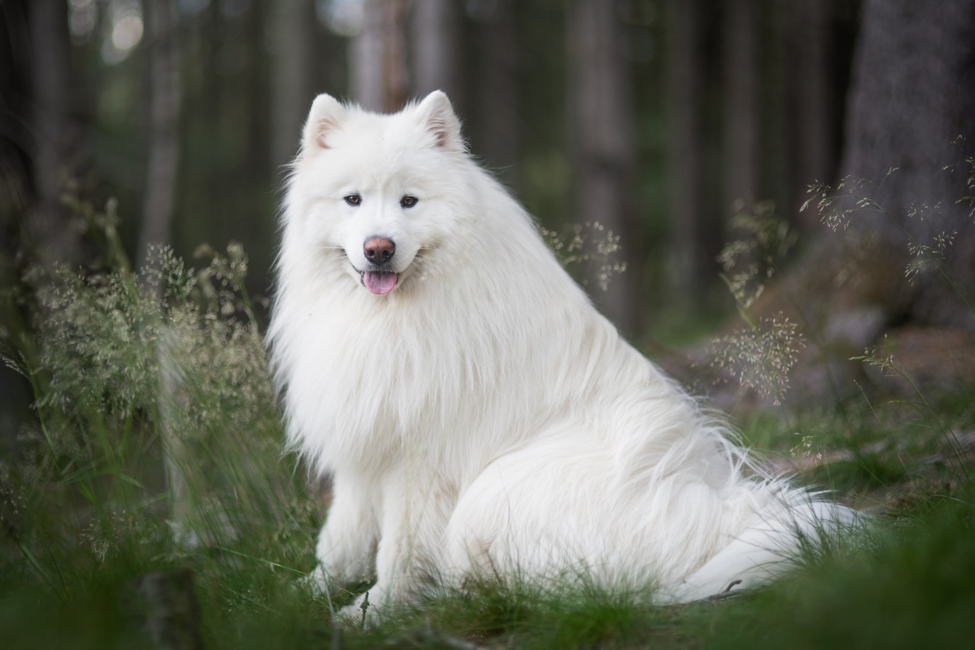Download Dog Animal Samoyed HD Wallpaper